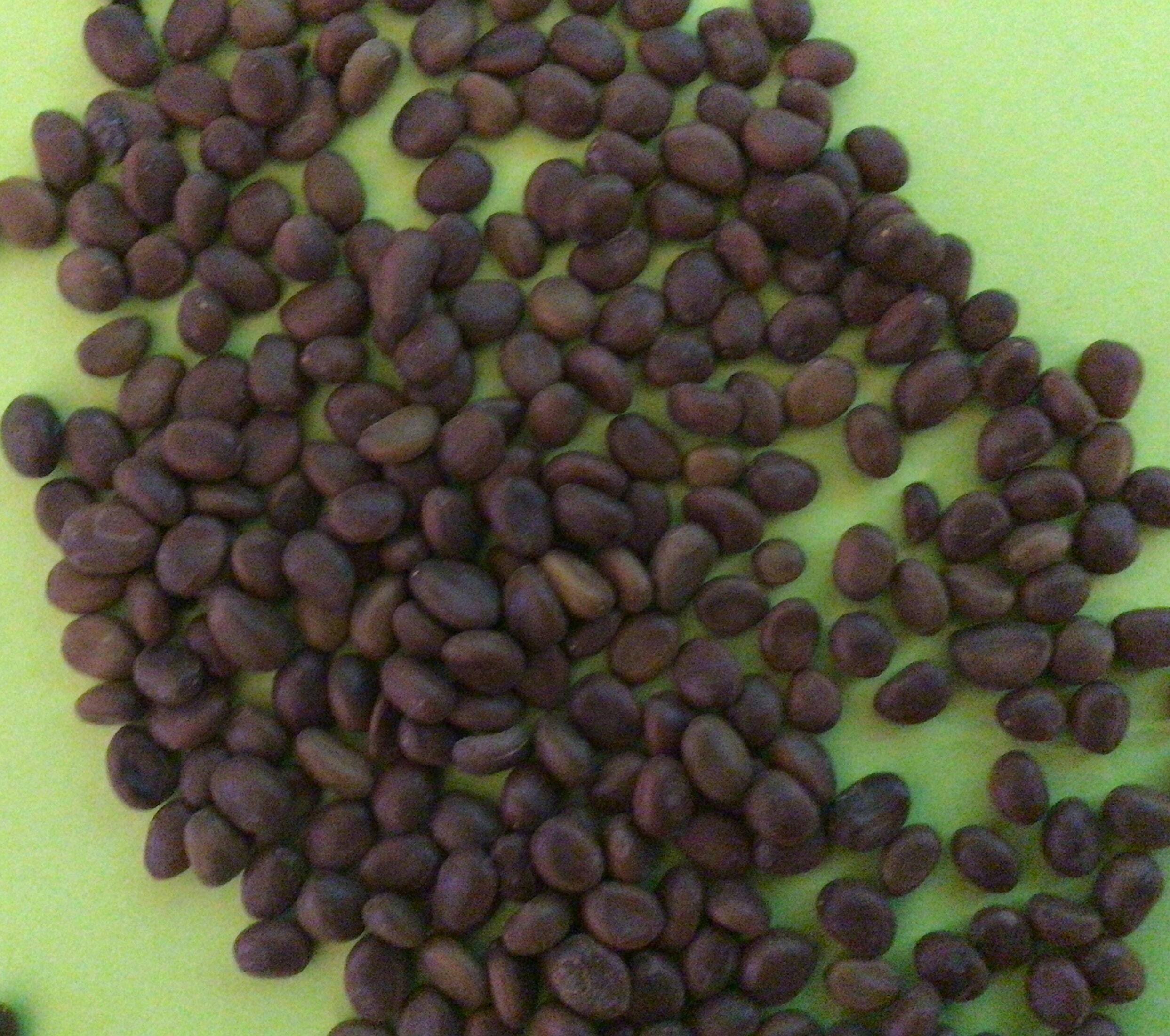 Sweet Acacia Tree Seeds (ACACIA FARNESIANA) (Mealy Wattle, Needle Bush ...