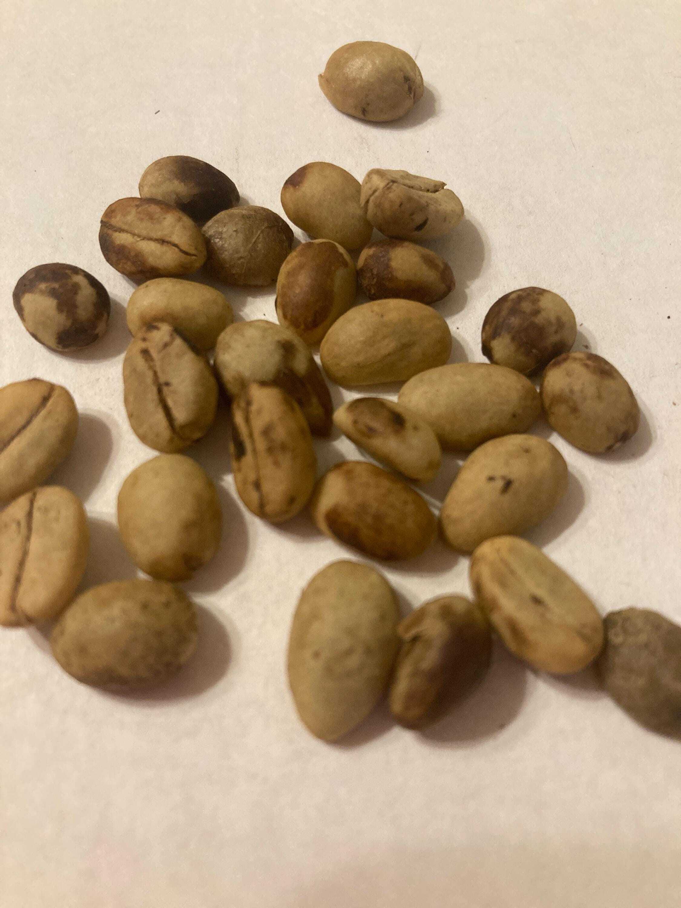 Coffee Tree Seeds (COFFEA ARABICA) (Arabian Coffee, Arabica Coffee ...
