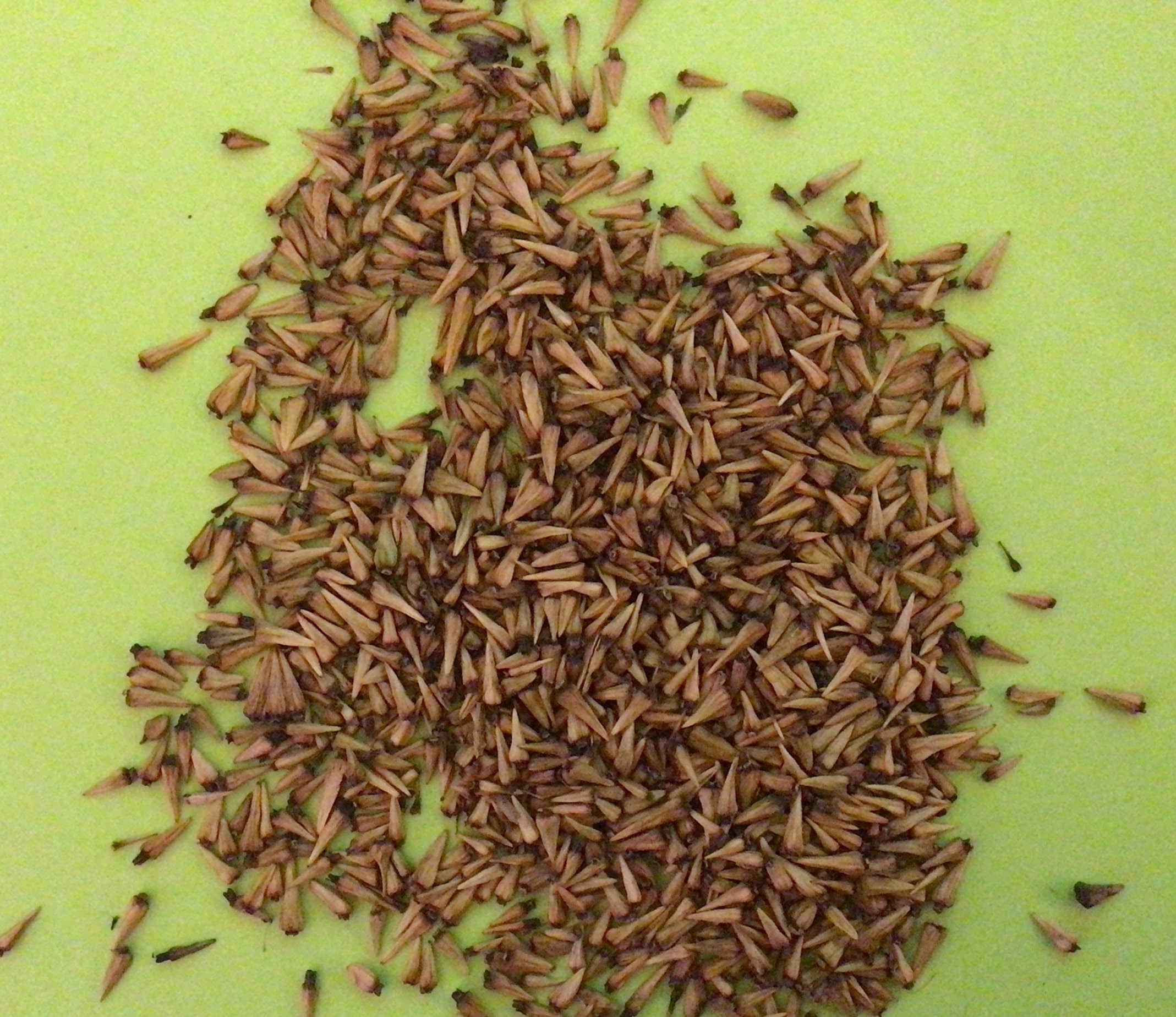 Buttonbush Tree Seeds (CEPHALANTHUS OCCIDENTALIS) (Button-Willow ...