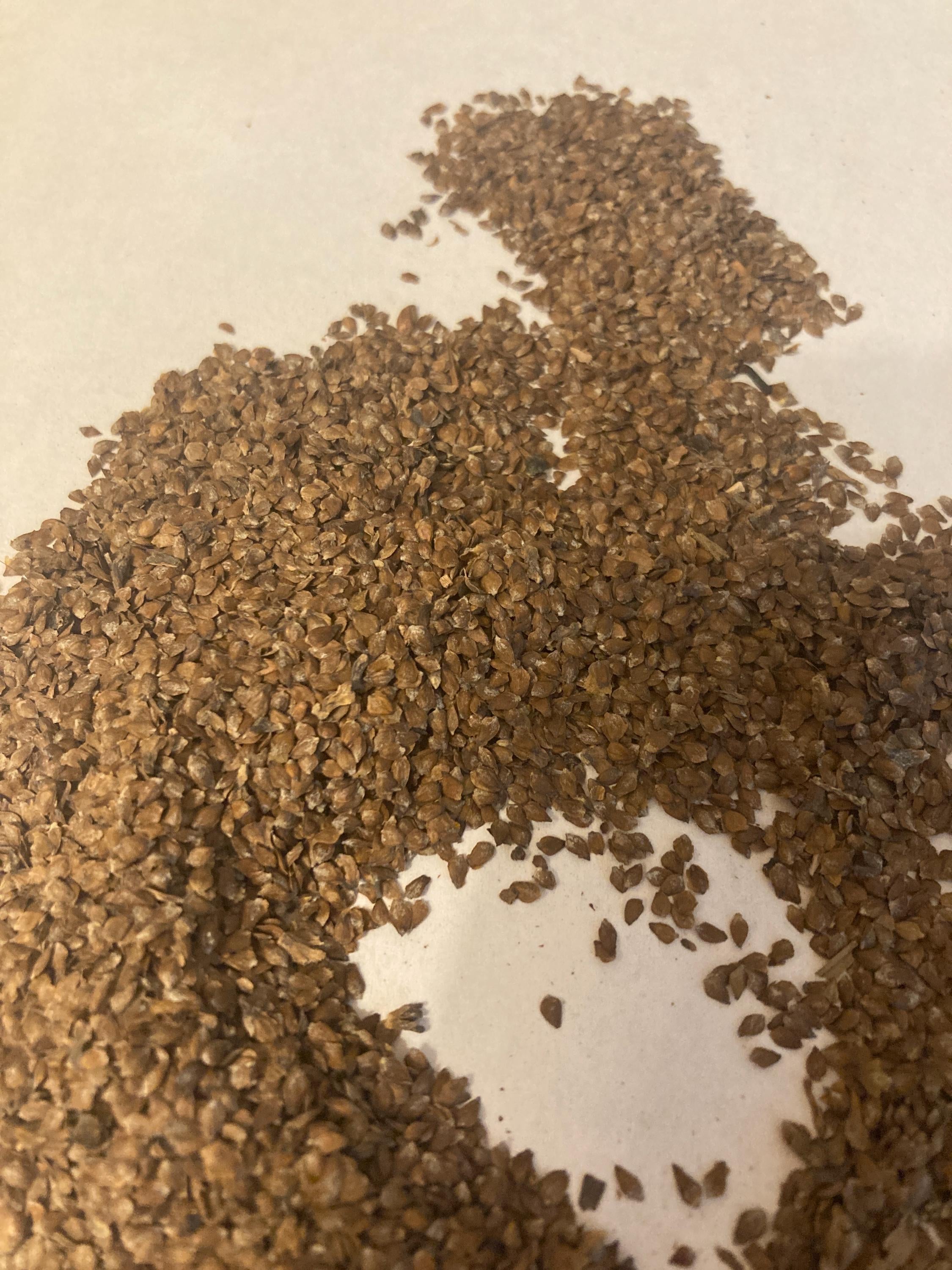 Black Birch Tree Seeds (BETULA LENTA) (Sweet Birch) (Cherry Birch ...