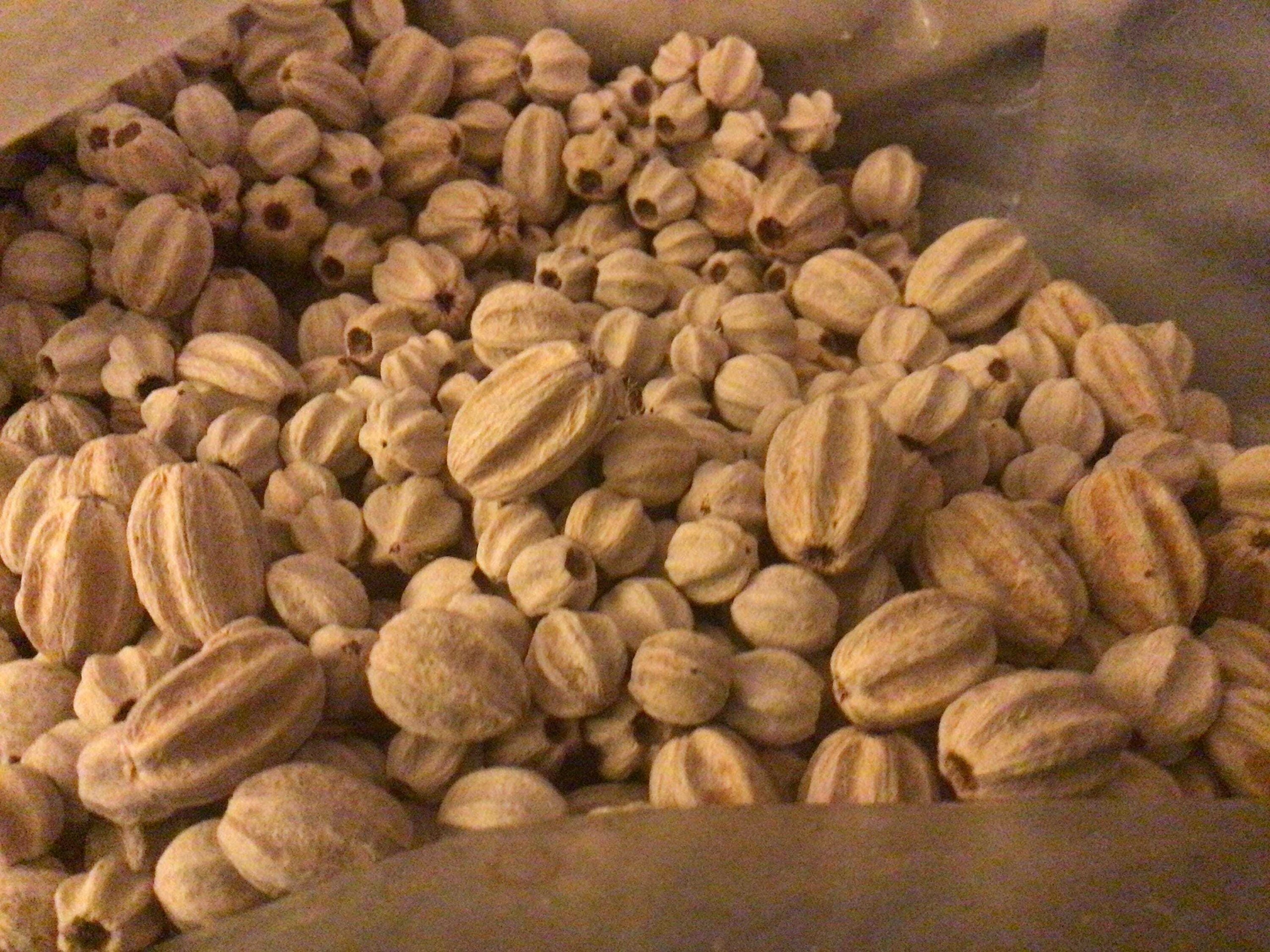 Chinaberry Tree Seeds (MELIA AZEDARACH) (Bead-Tree) (Pride of India ... Chinaberry Tree Seeds (MELIA AZEDARACH) (Bead-Tree) (Pride of India ...