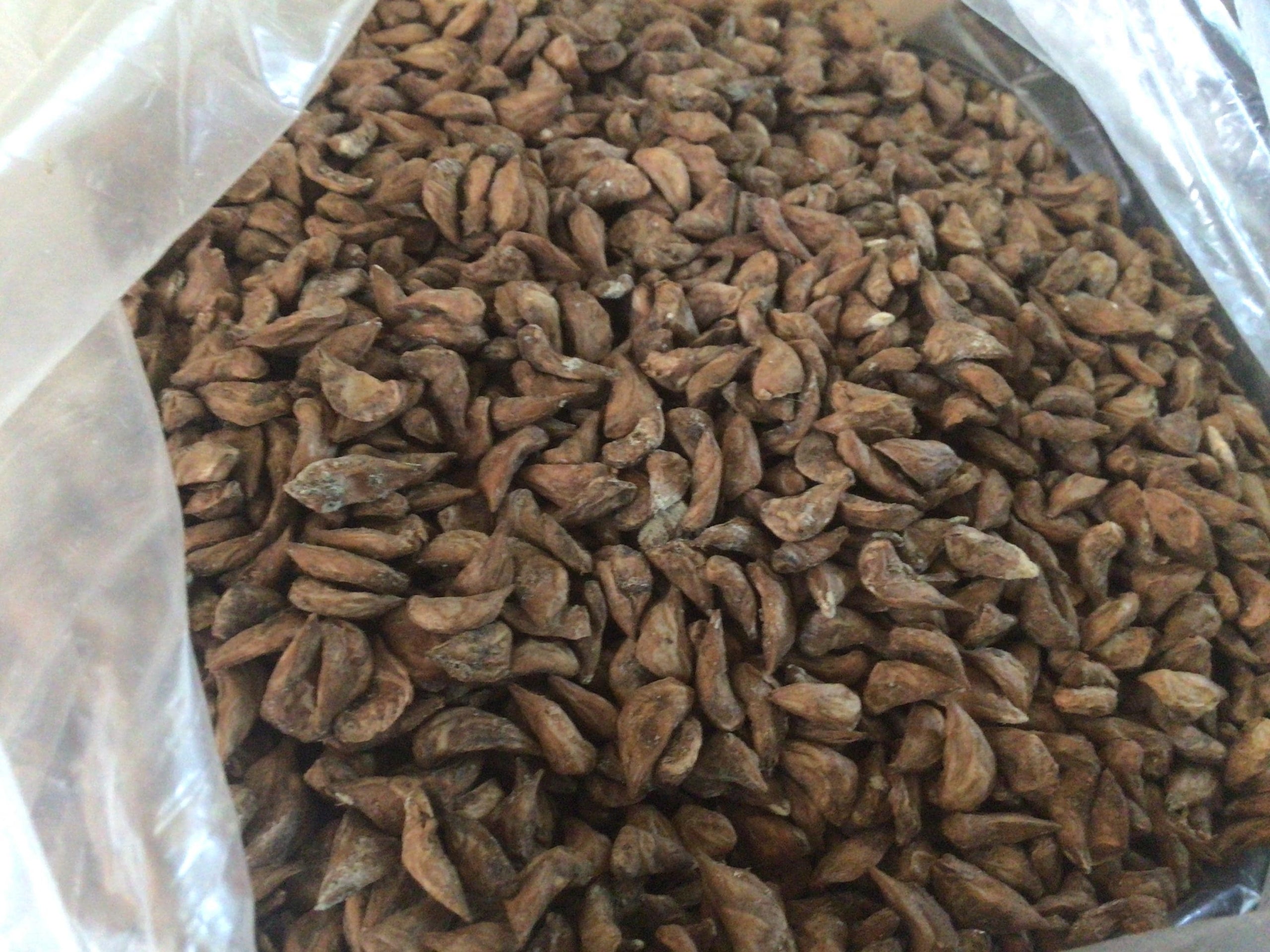 Lebanese Cedar Tree Seeds (CEDRUS LIBANI) (Lebanon Cedar Tree ...