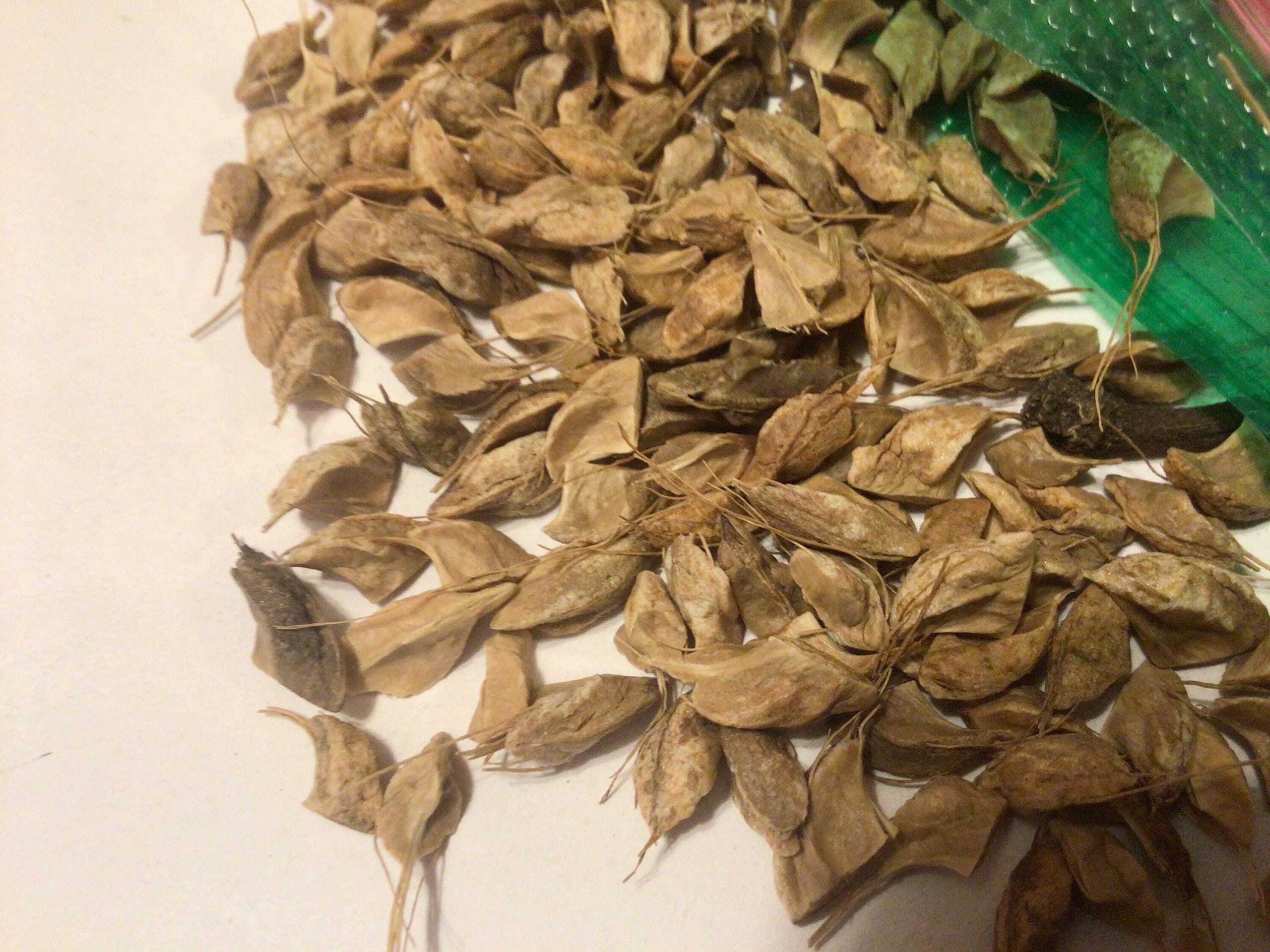 Yellow Poplar Tree Seeds (LIRIODENDRON TULIPIFERA) (Tulip Magnolia ...