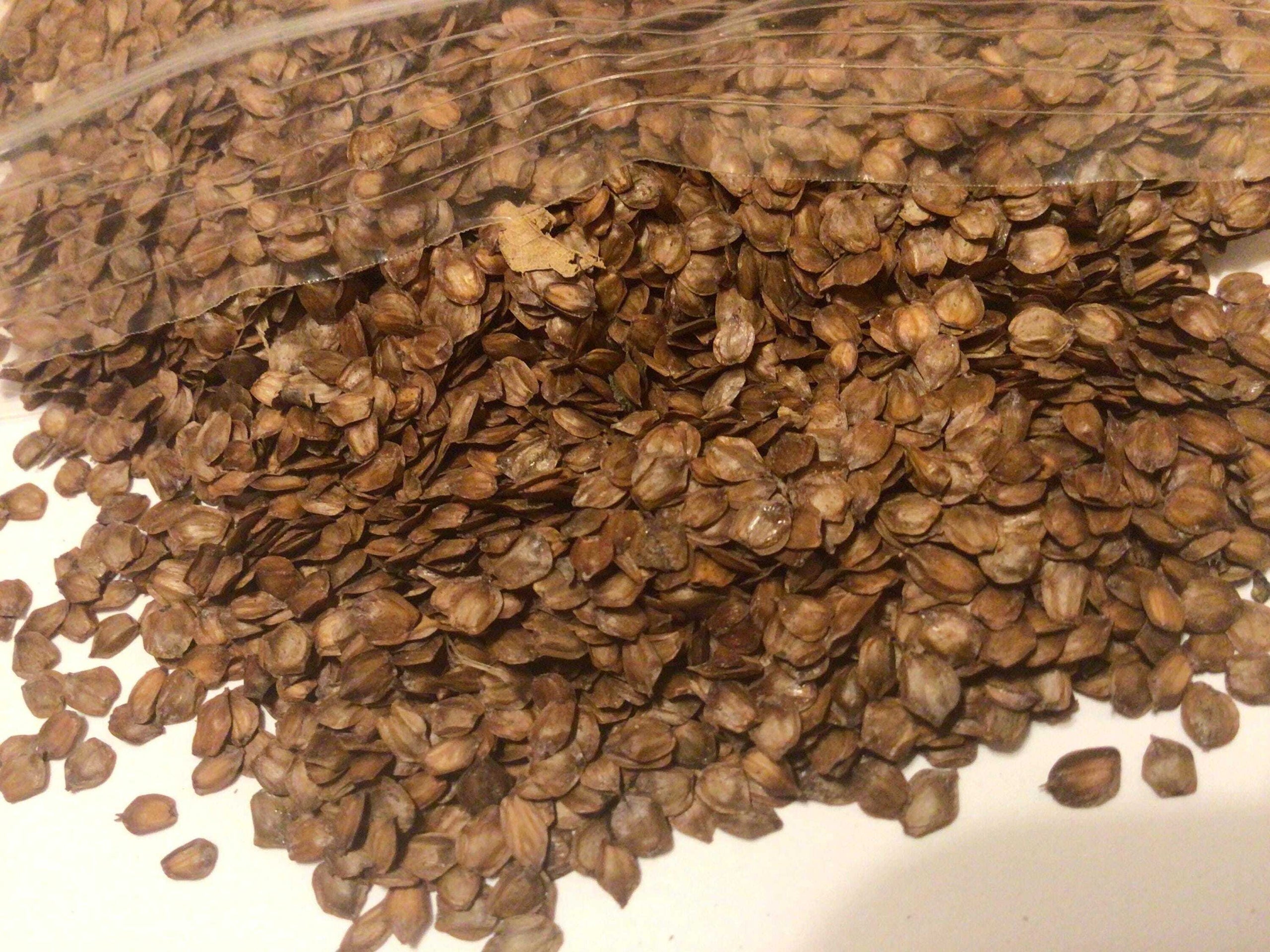 Japanese Alder Tree Seeds (ALNUS HIRSUTA) (Siberian Alder ...