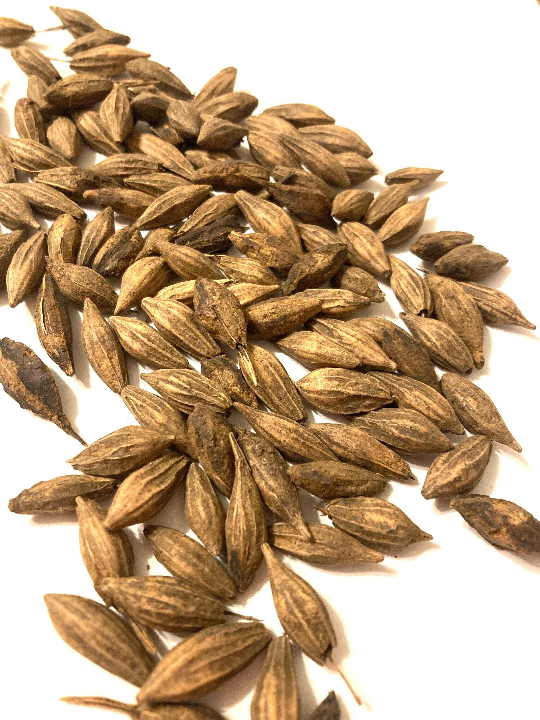 Carolina Silverbell Tree Seeds (HALESIA CAROLINA d.w.) | TreeSeedMan ...