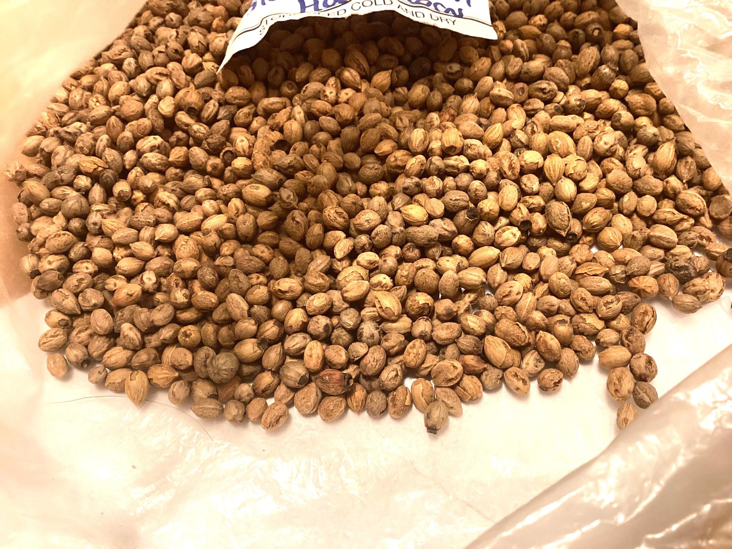 Common Hawthorn Tree Seeds (CRATAEGUS MONOGYNA) (Single Seed English ...