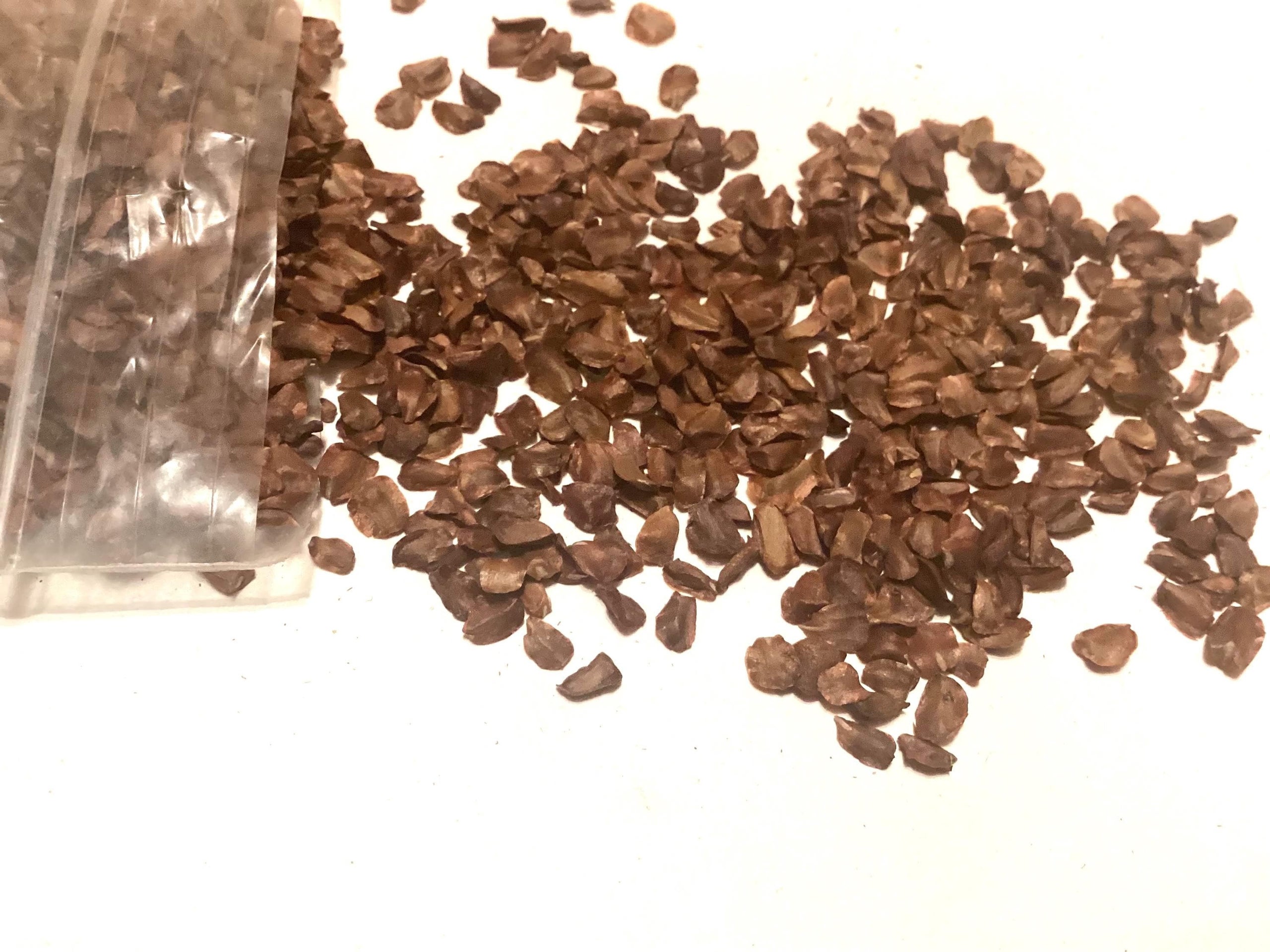 Mediterranean Cypress Tree Seeds (CUPRESSUS SEMPERVIRENS var ...