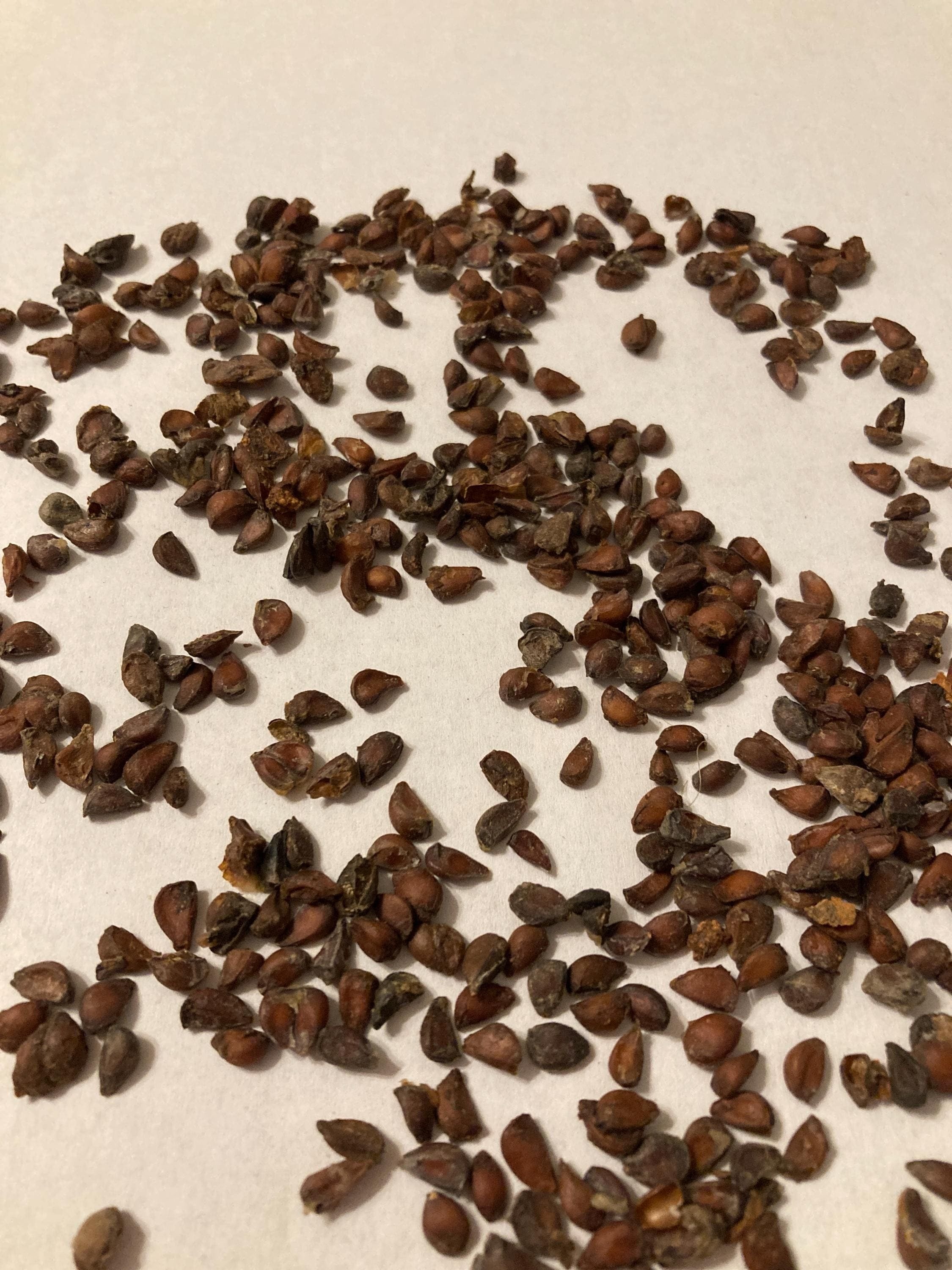 Quince Tree Seeds (CYDONIA OBLONGA) | TreeSeedMan.Com TREE, SHRUB ...