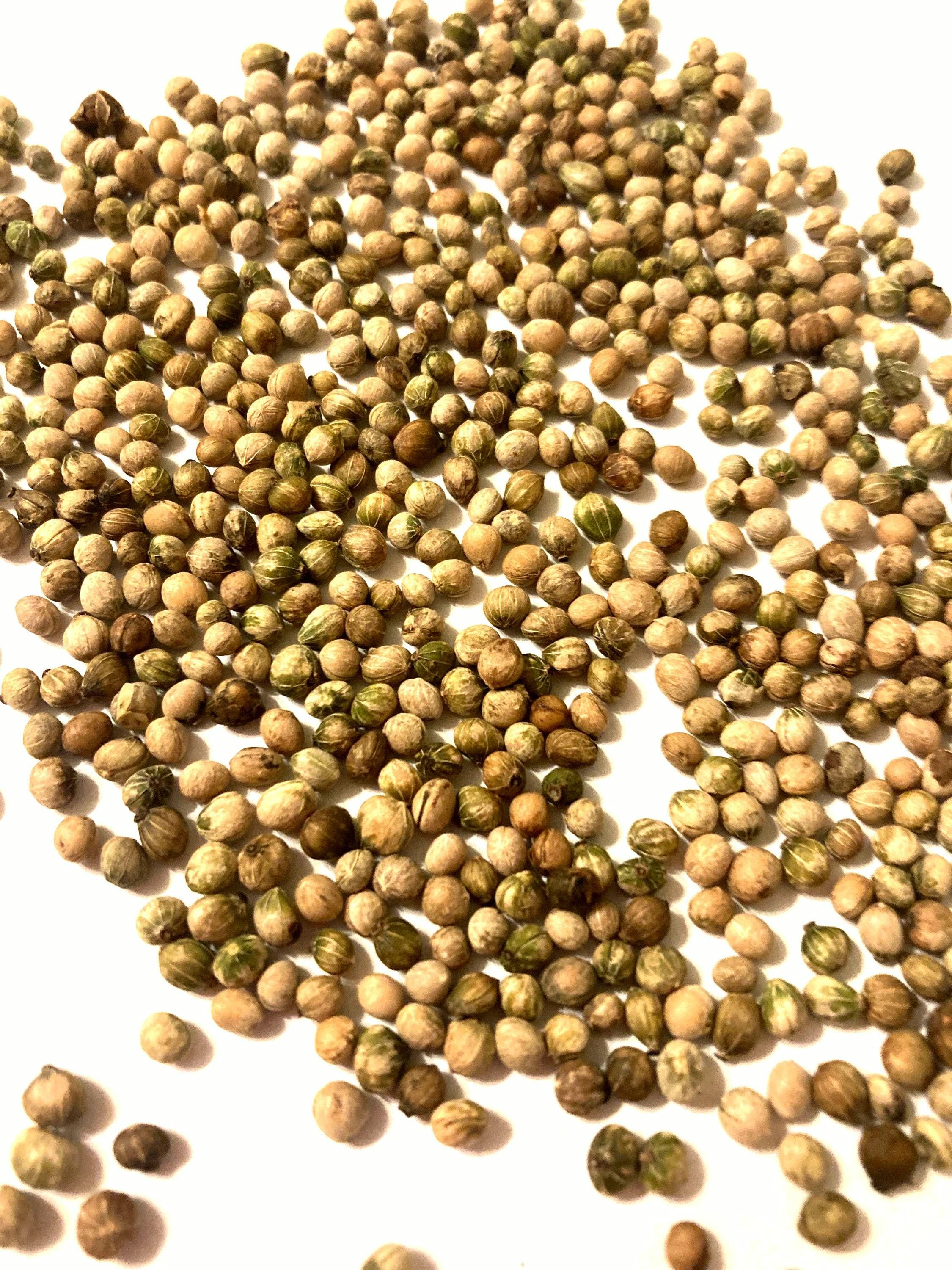 Roughleaf Dogwood Tree Seeds (CORNUS DRUMMONDII) (Drummond's Dogwood ...