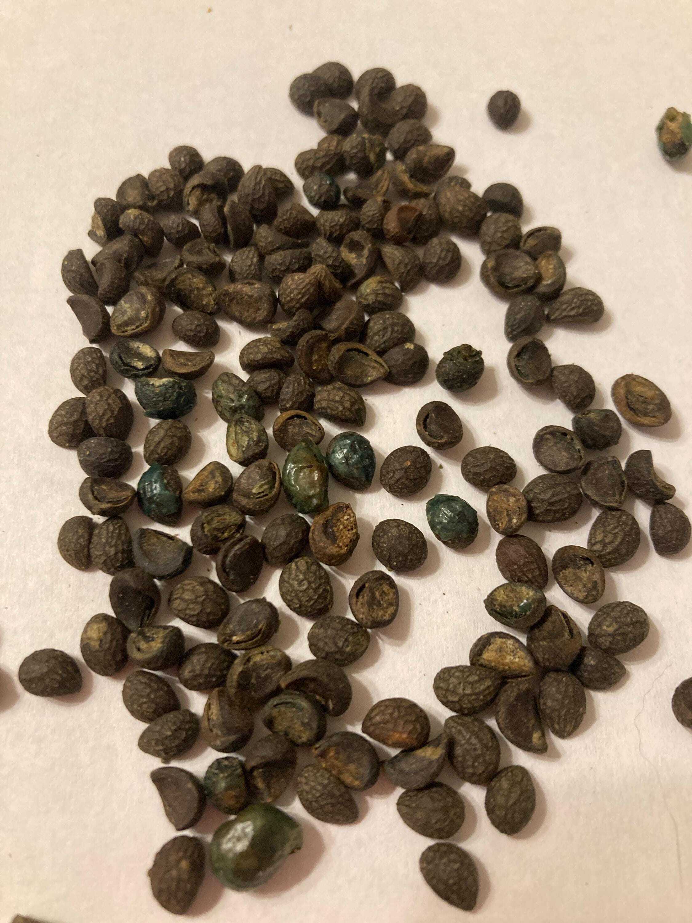 Peanut Butter Tree Seeds (CLERODENDRUM TRICHOTOMUM) (Kashmir Bouquet ...