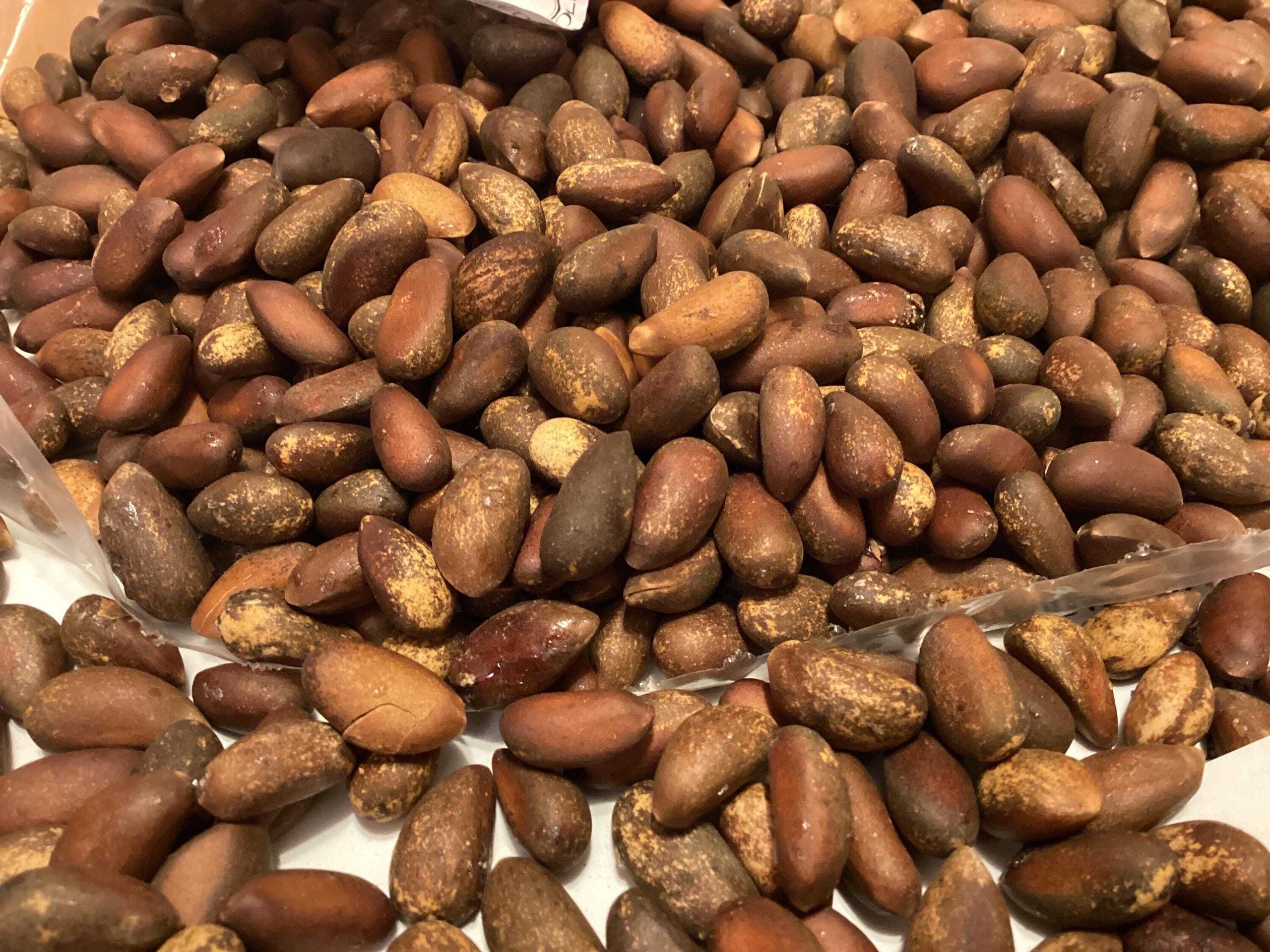 Single-Leaf Pinyon Pine Tree Seeds (PINUS CEMBROIDES MONOPHYLLA) (Blue ...