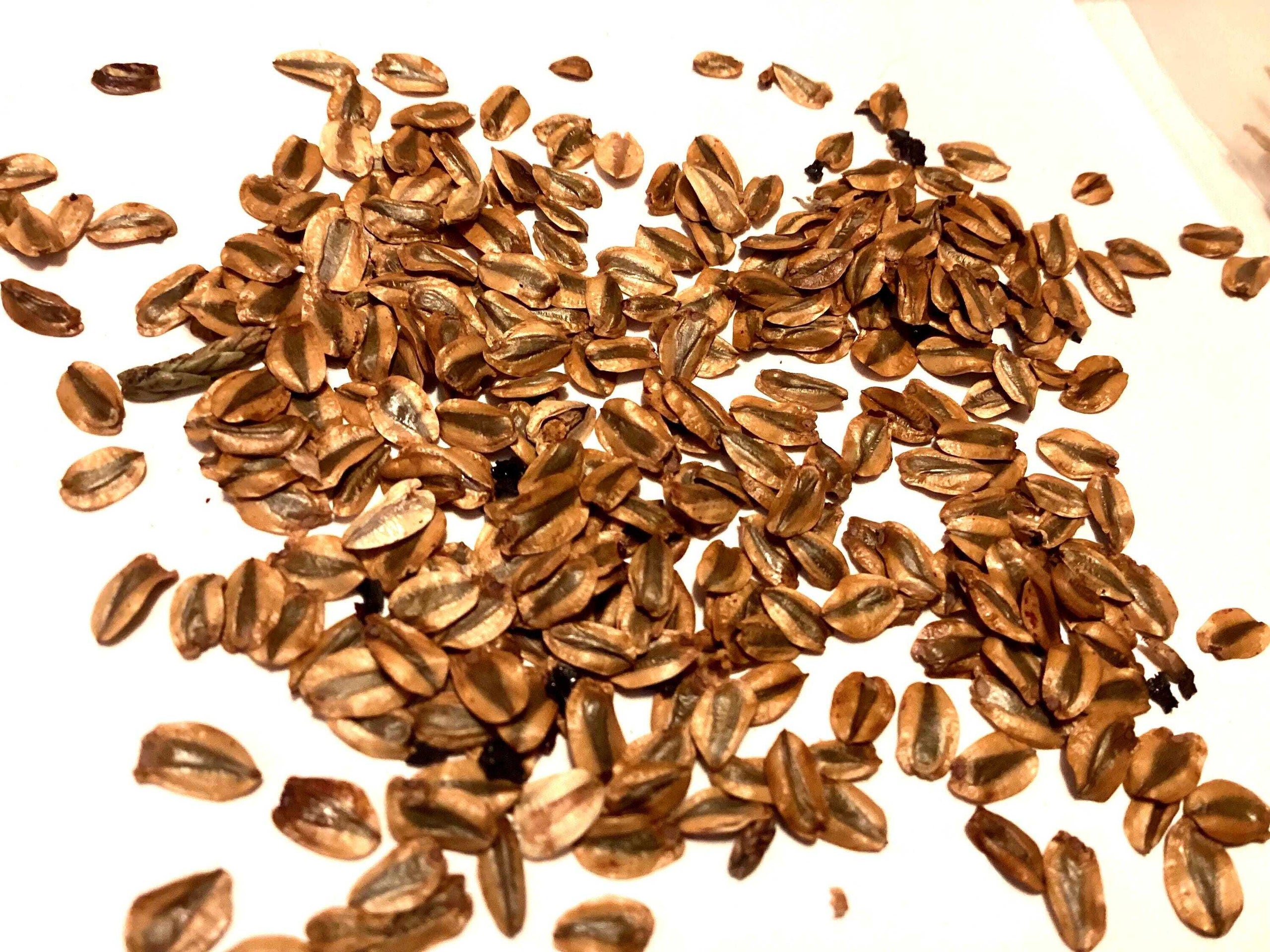 Giant Sequoia Tree Seeds (SEQUOIADENDRON GIGANTEUM) (Sierra Redwood ...