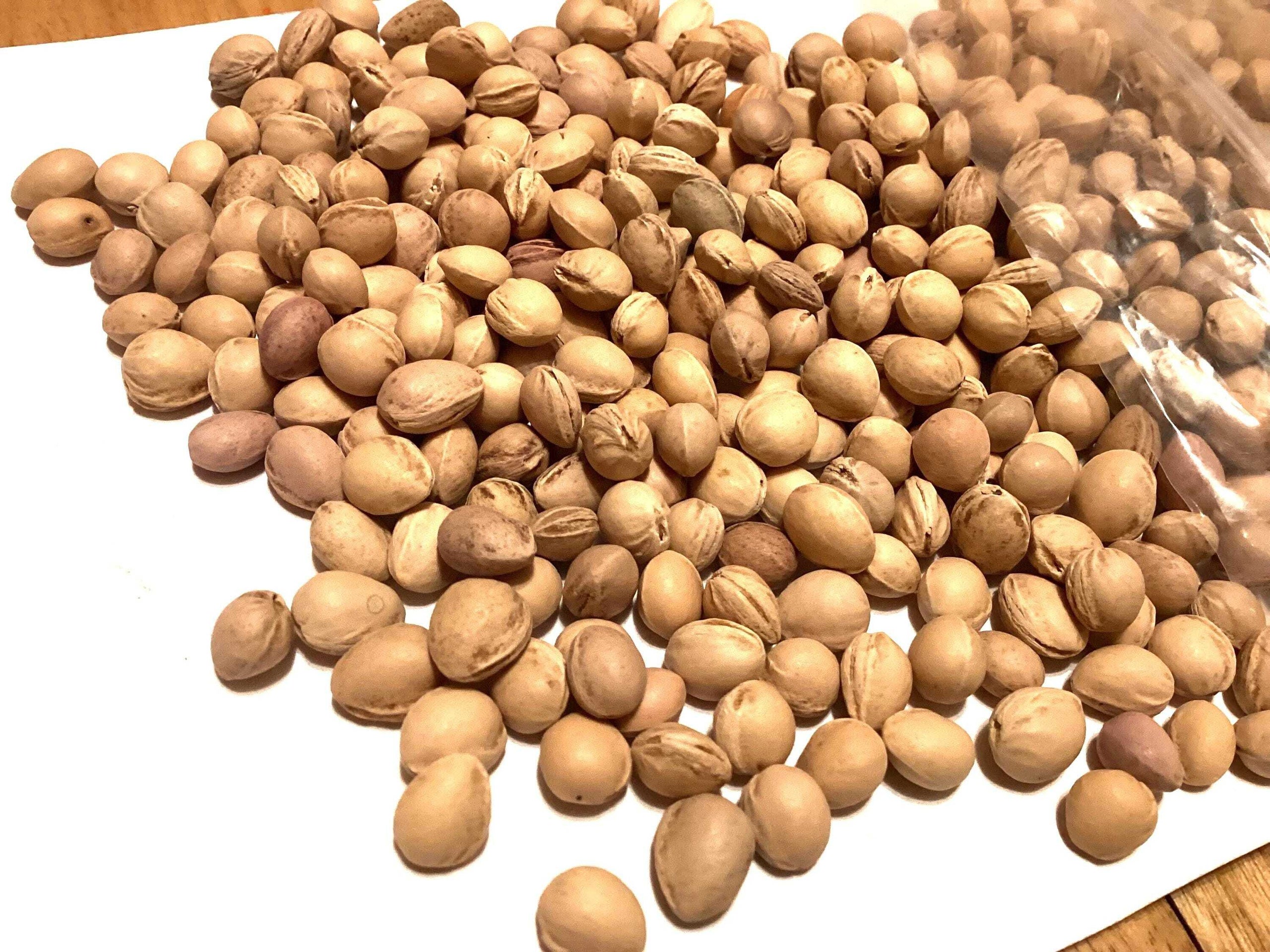 Wild Cherry Tree Seeds (PRUNUS AVIUM ‘CVI’) (Sweet Cherry ...