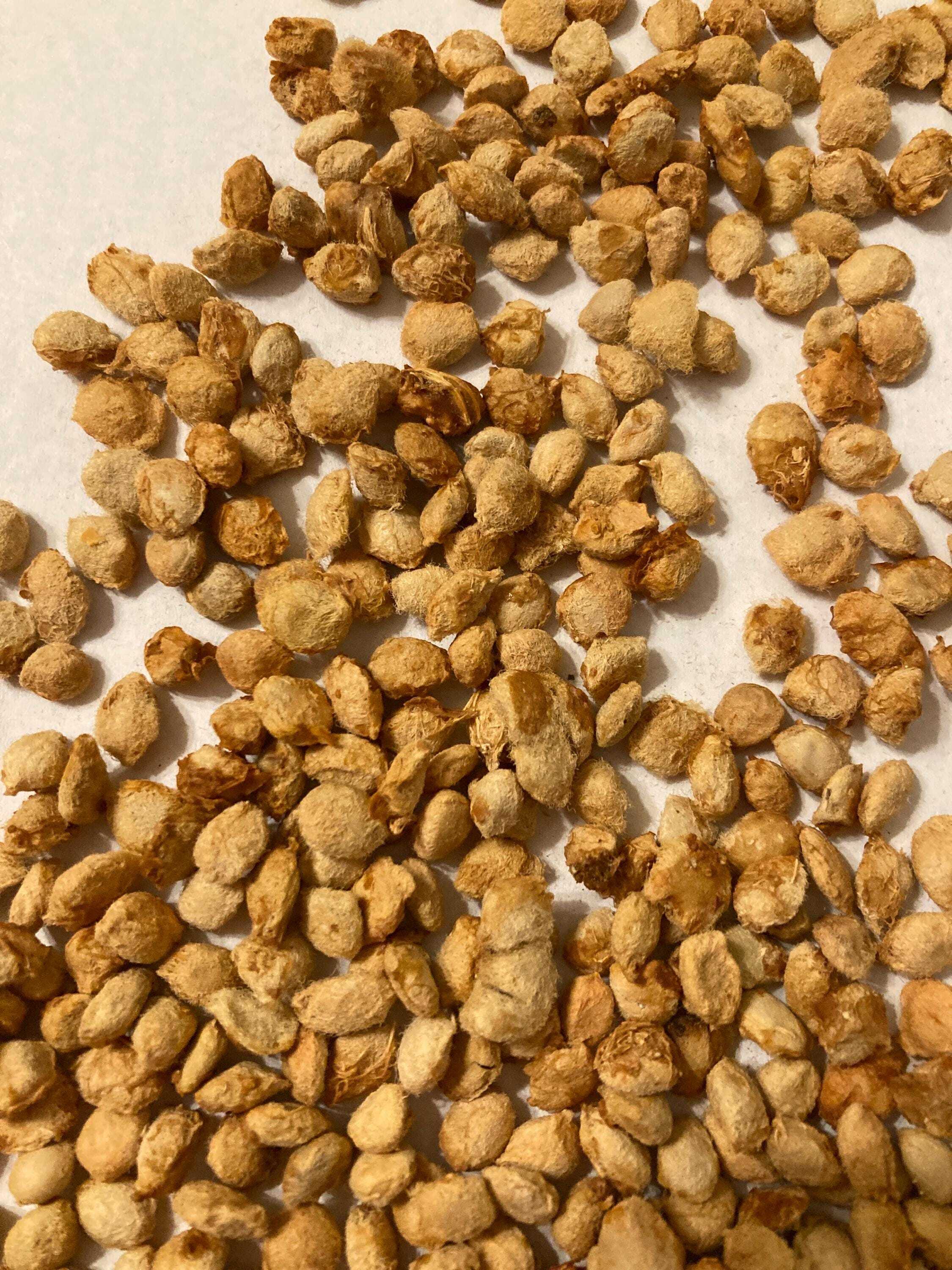 Indian Bael Tree Seeds (AEGLE MARMELOS) (Bengal Quince) (Golden Apple ...