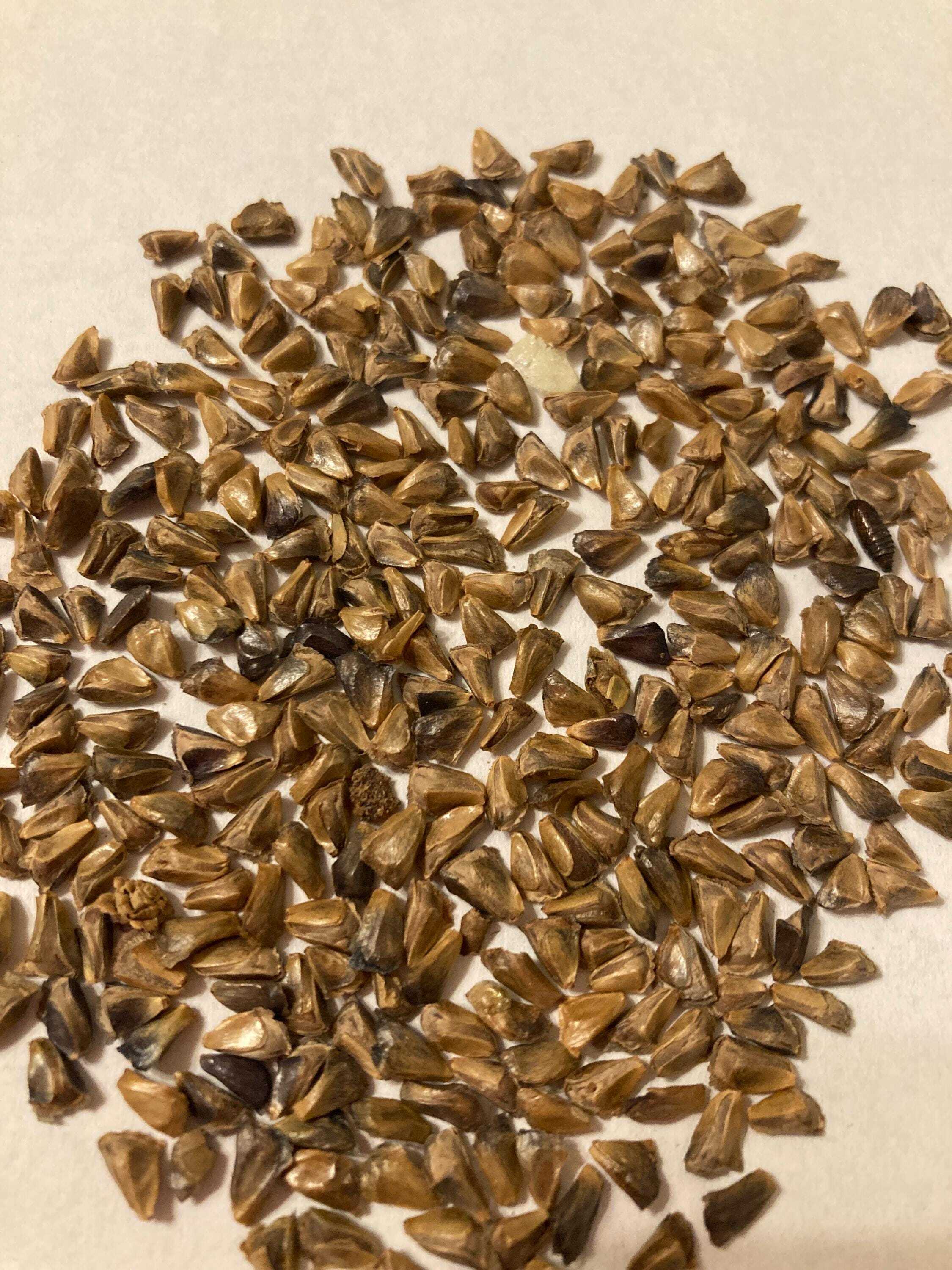 Fraser Fir Tree Seeds (ABIES FRASERI VA, Mt. Rogers) (Fraser's Fir ...