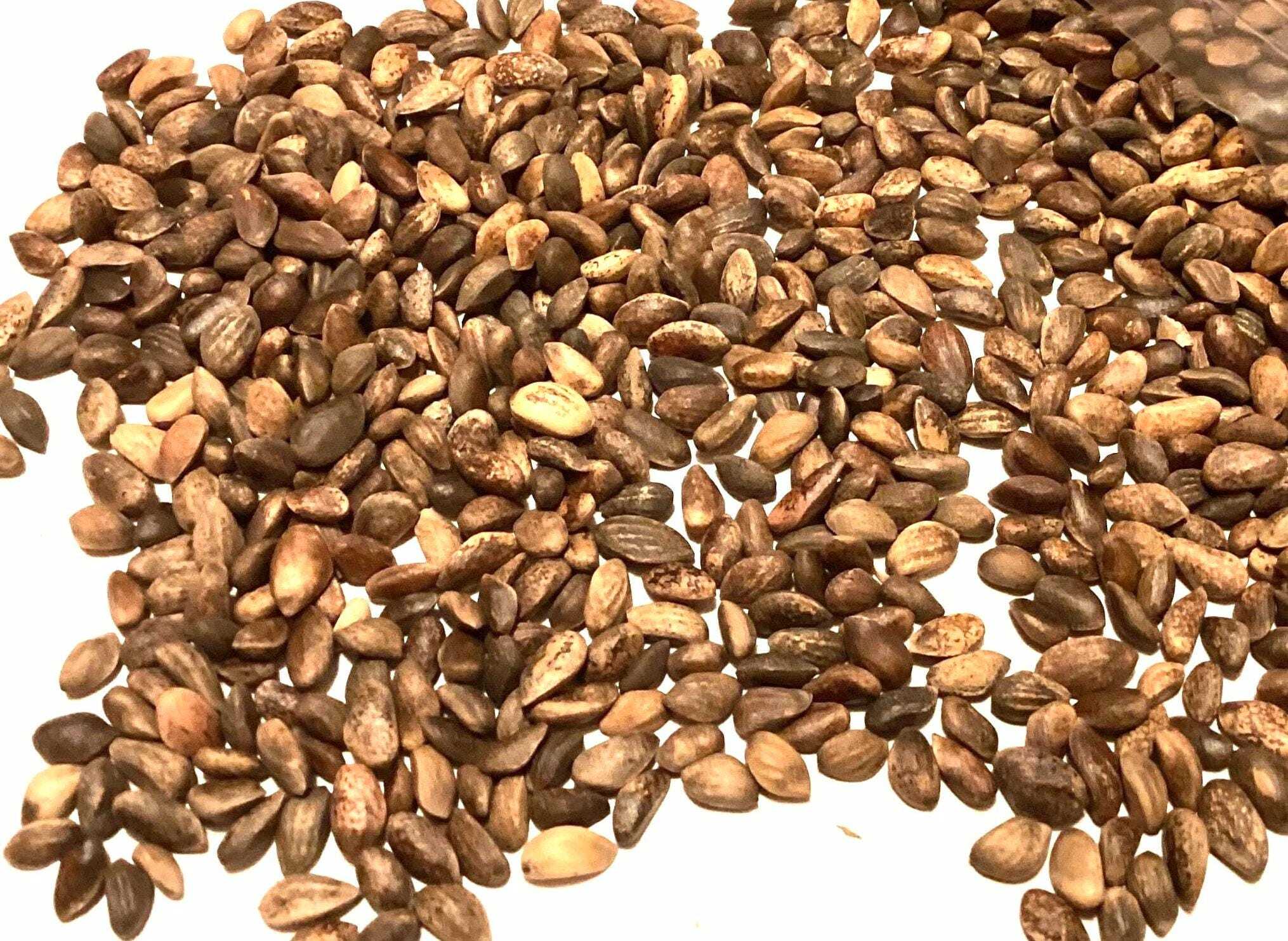 Manchurian Red Pine Tree Seeds (PINUS TABULIFORMIS) (Chinese Red Pine ...