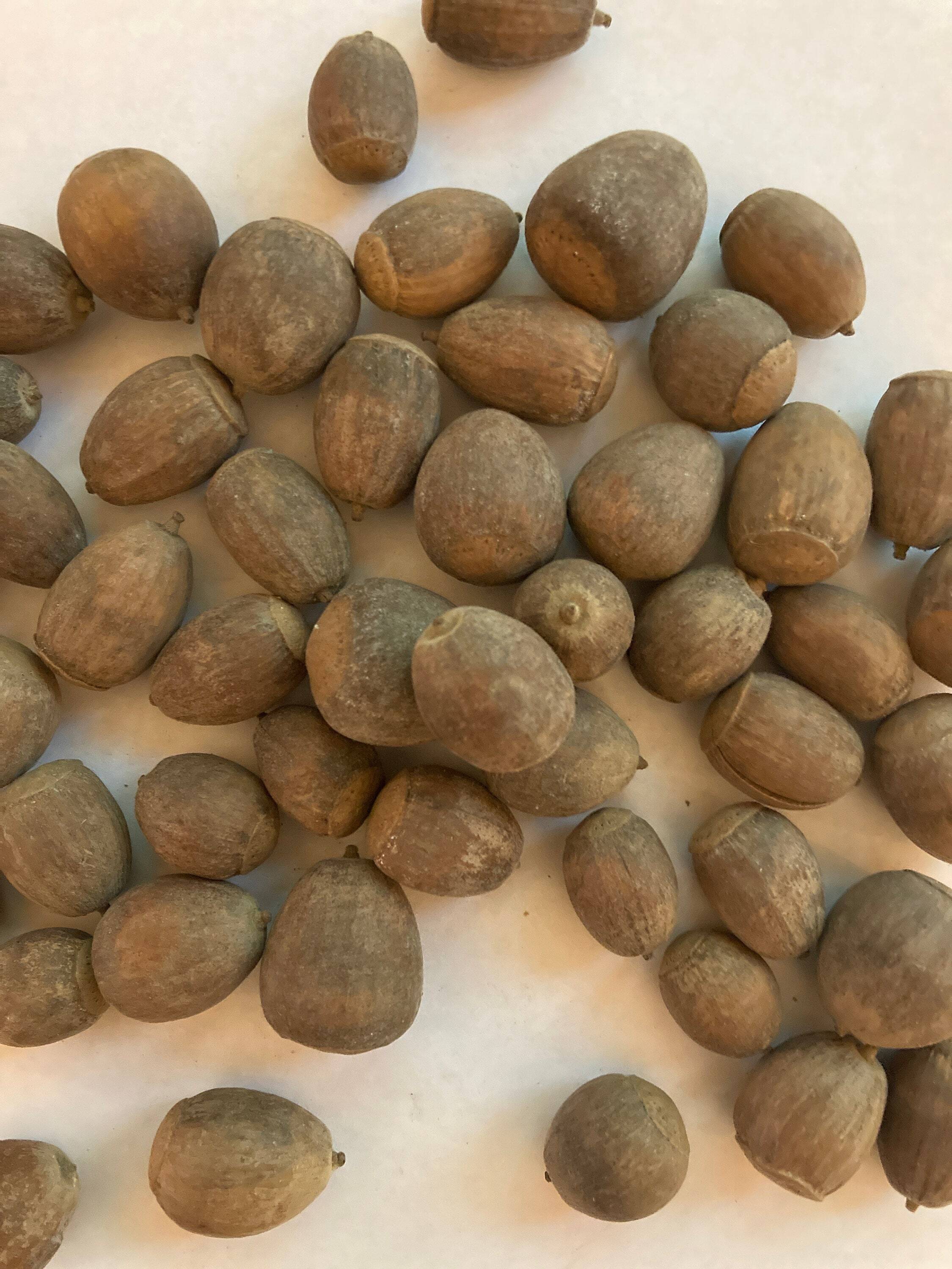 Swamp White Oak Tree Seeds (QUERCUS BICOLOR) | TreeSeedMan.Com TREE ...