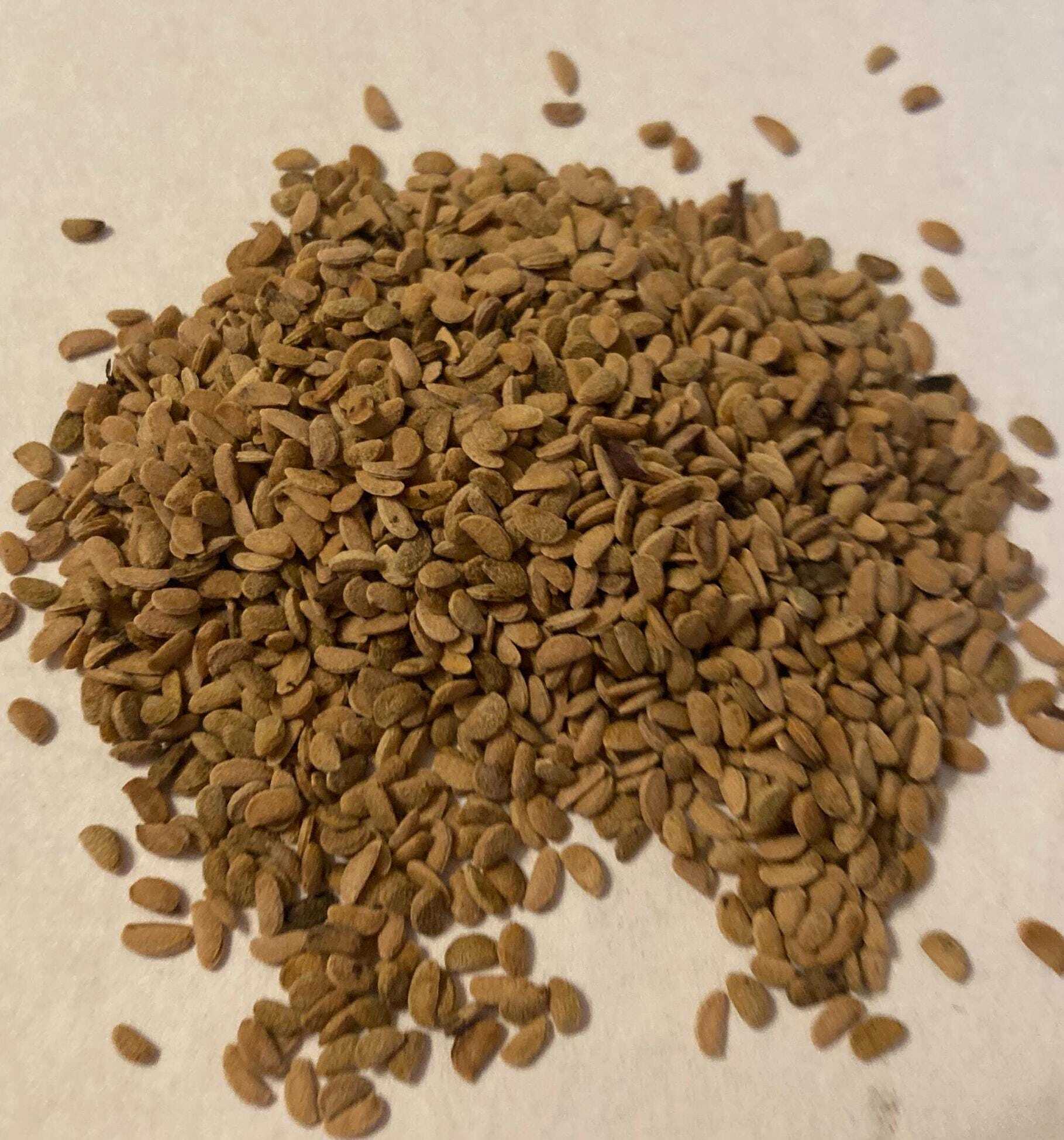 Devil's Walking Stick Tree Seeds (ARALIA SPINOSA) (Hercules-Club, Devil ...