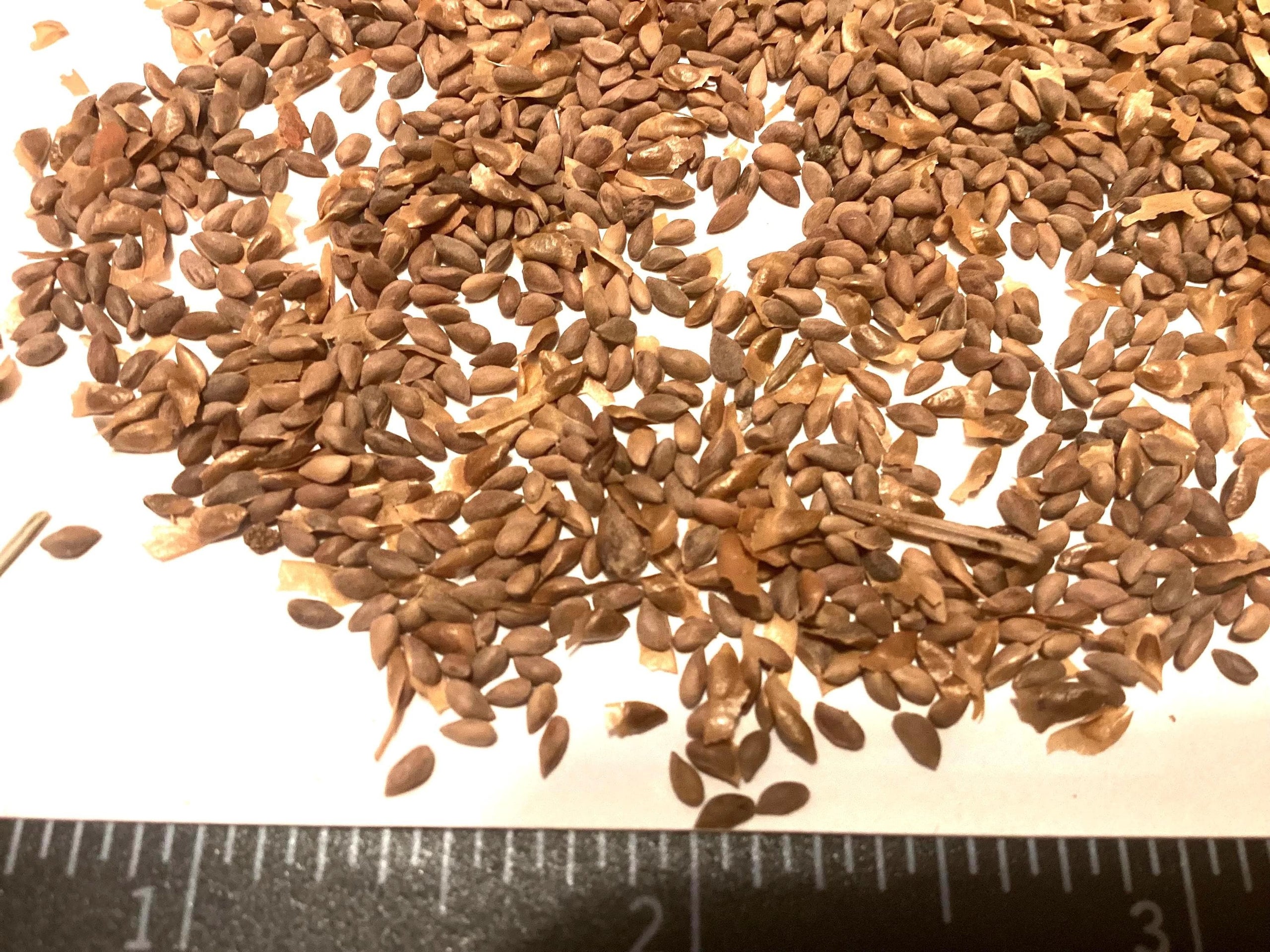 Canada Spruce Tree Seeds (PICEA GLAUCA) (White Spruce) | TreeSeedMan ...