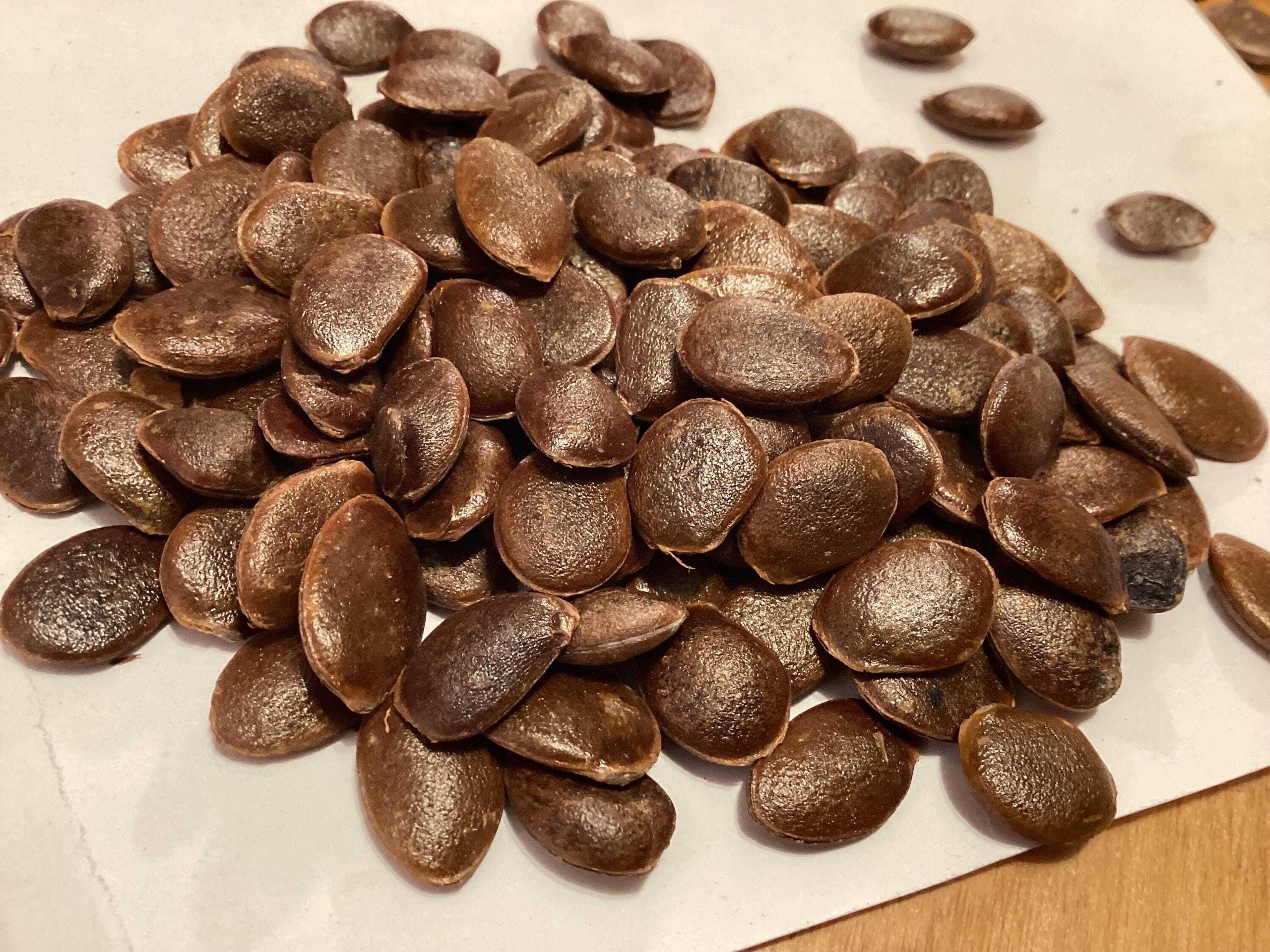 American Persimmon Tree Seeds (DIOSPYROS VIRGINIANA) (Common Persimmon ...