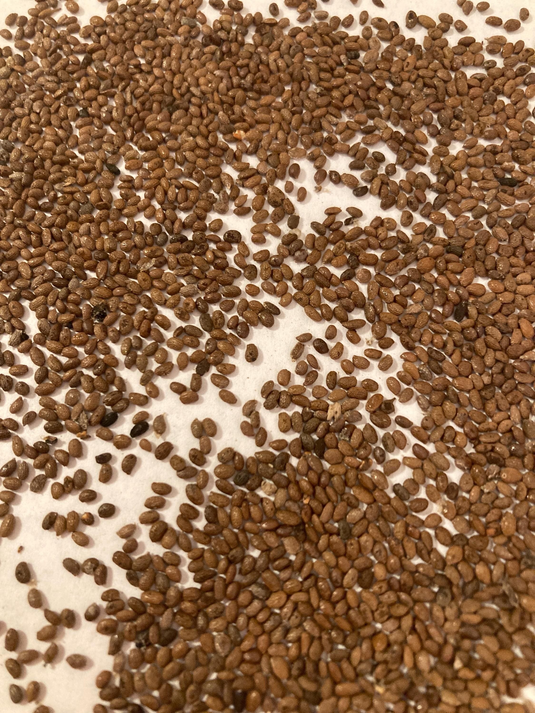 Kiwi Seeds (ACTINIDIA CHINENSIS) (Chinese Gooseberry, Kiwi Fruit ...