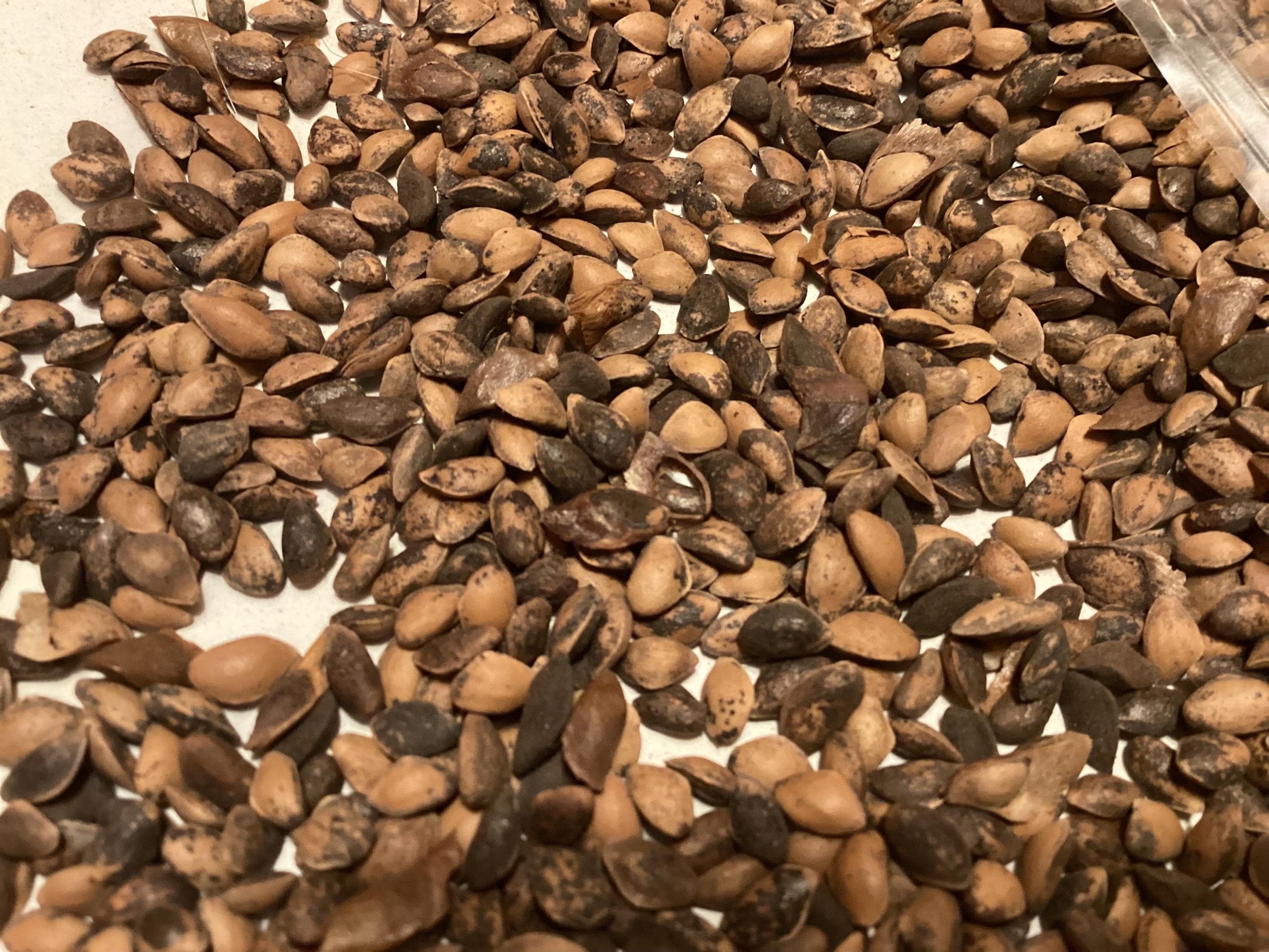 Himalayan Spruce Tree Seeds (PICEA SMITHIANA) | TreeSeedMan.Com TREE ...