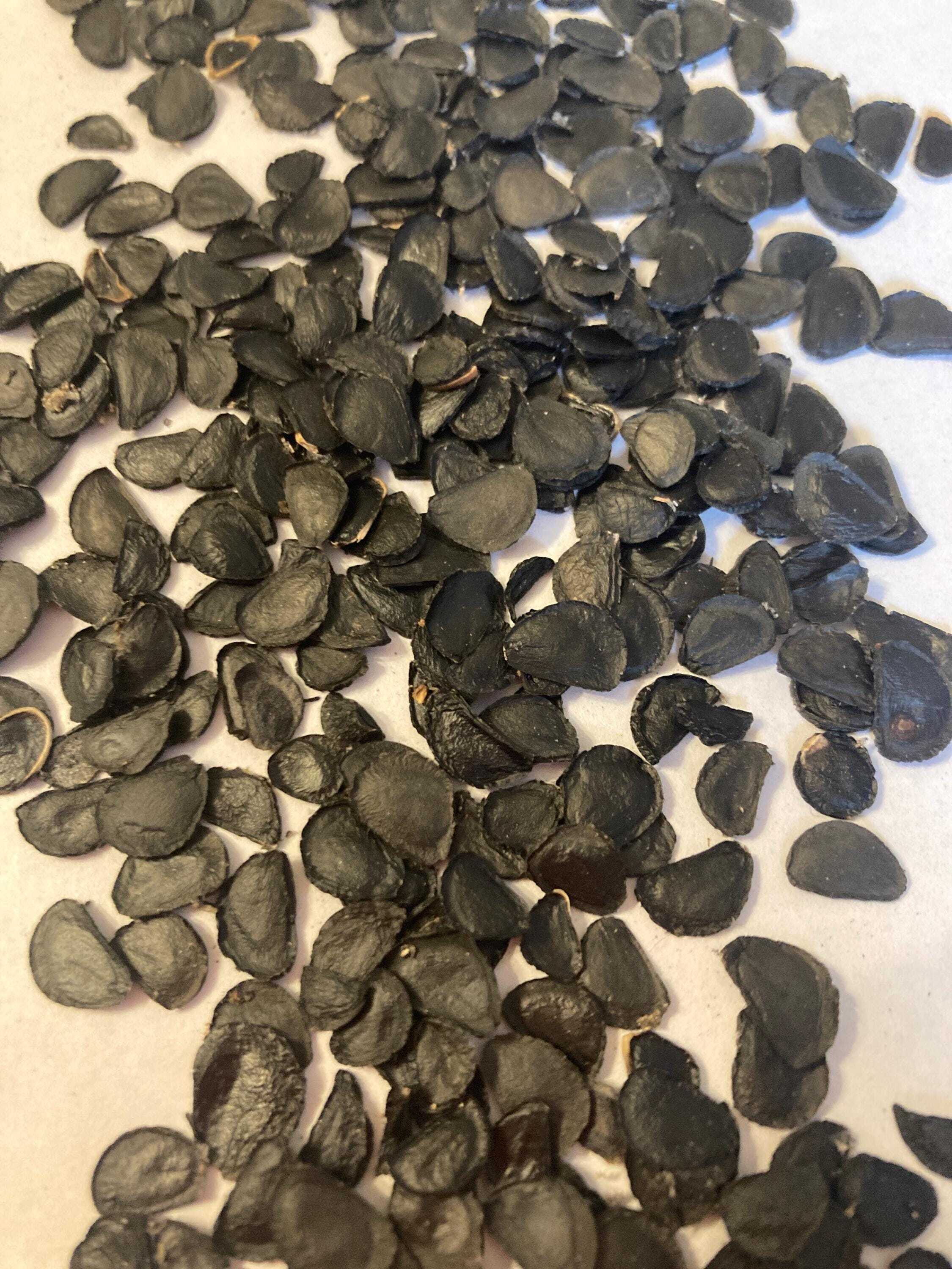 Adam's Needle Tree Seeds (YUCCA FILAMENTOSA) (True Adams Needle ...