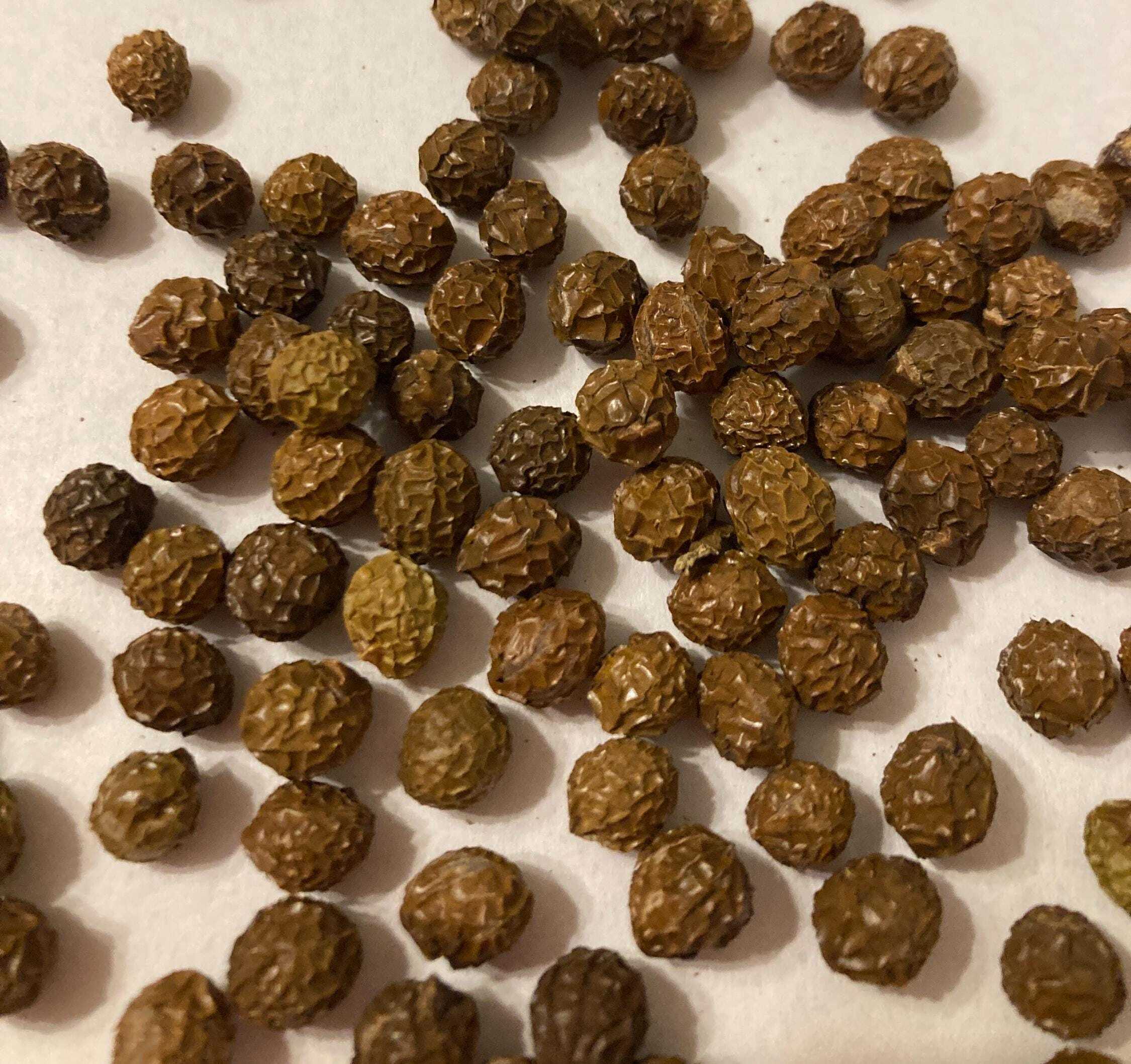 Japanese Varnish Tree Seeds (FIRMIANA SIMPLEX) (Chinese Bottletree ...