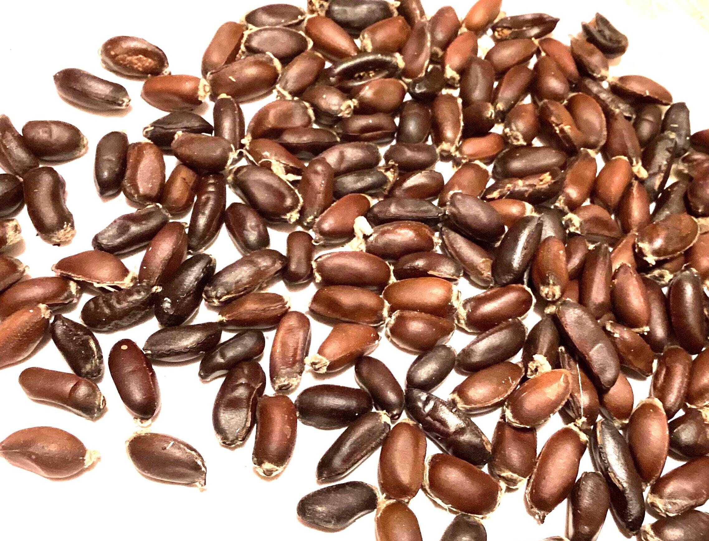 Chinese Wax Shrub Tree Seeds (SINOCALYCANTHUS CHINENSIS) | TreeSeedMan ...