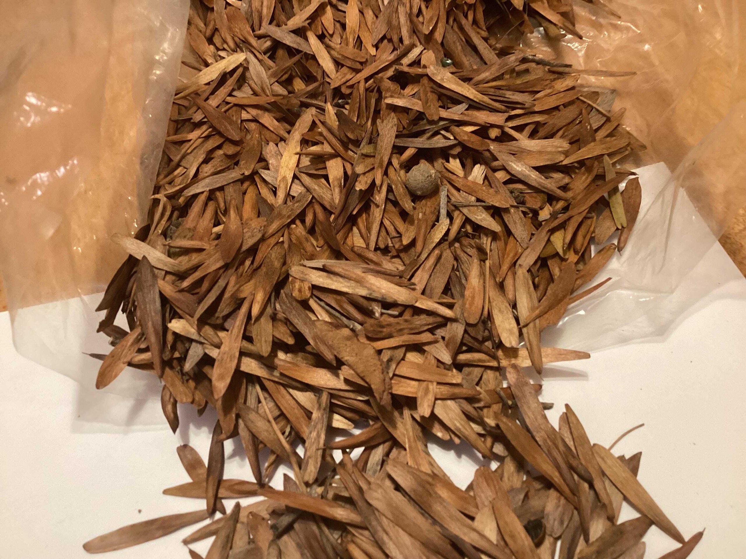 Manna Ash Tree Seeds (FRAXINUS ORNUS) (South European Ash ...