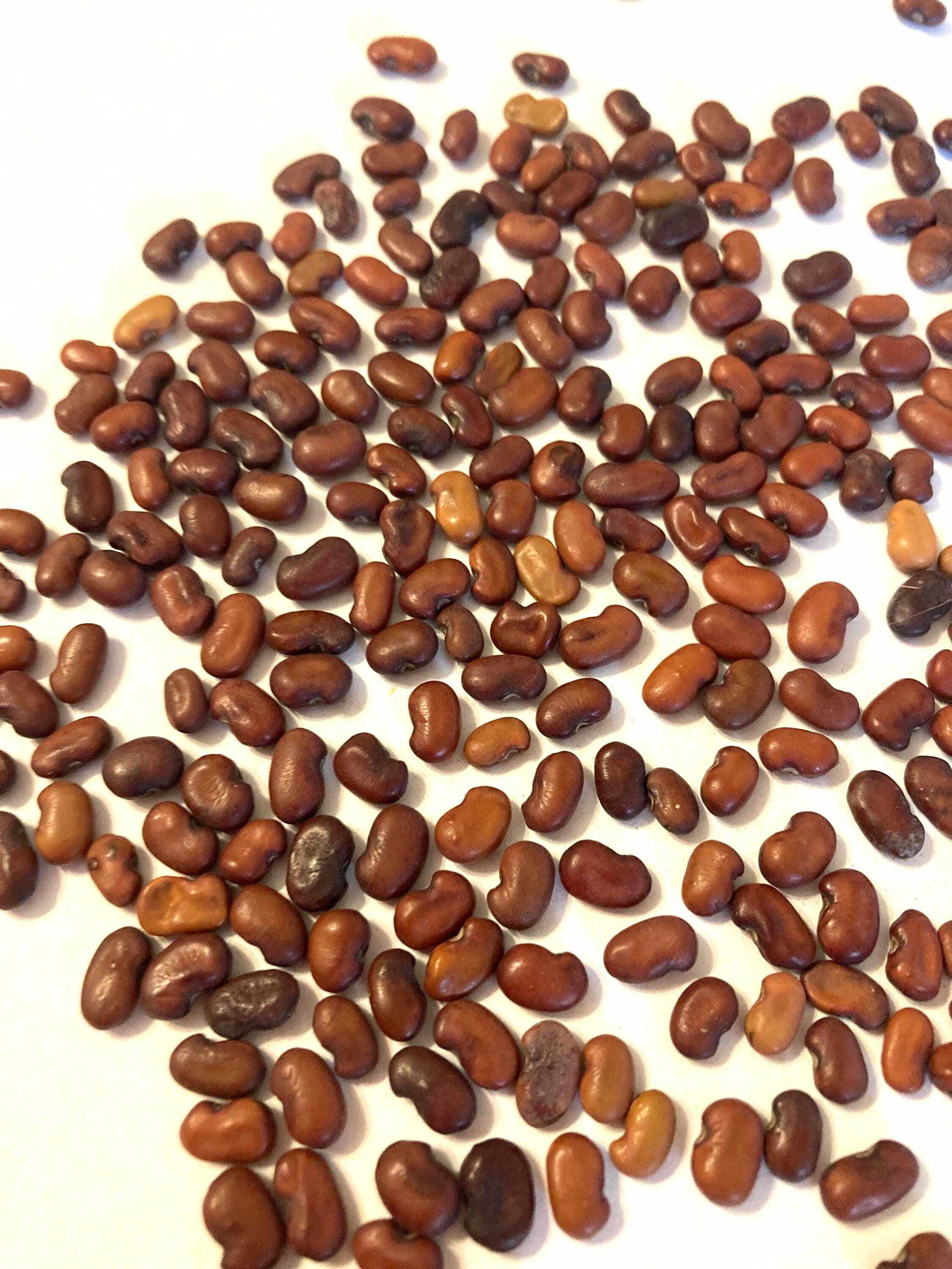 Vegetable Hummingbird Tree Seeds (SESBANIA GRANDIFLORA) (Agati ...