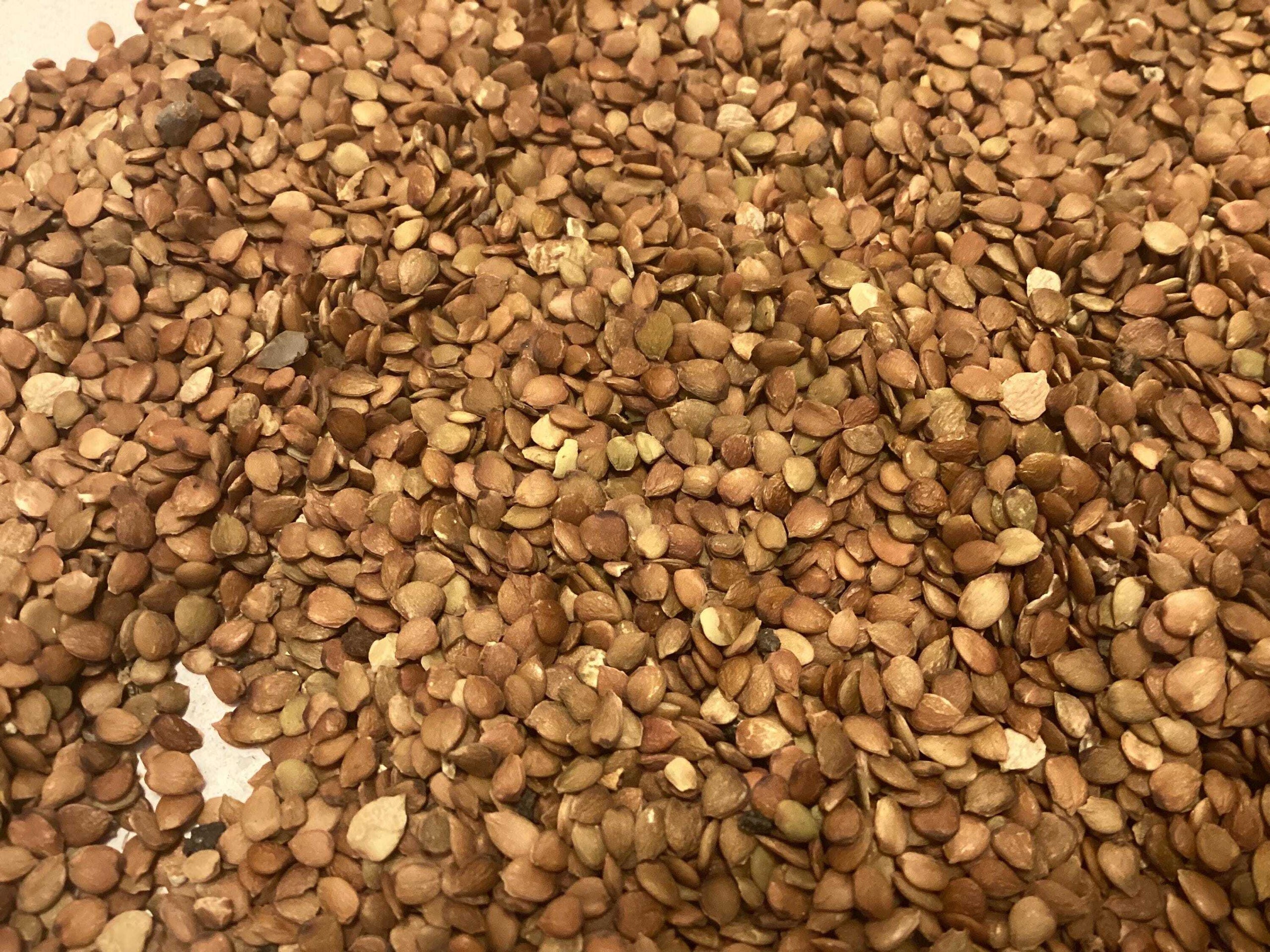 Water Elm Tree Seeds (ULMUS AMERICAN) (Common Elm) (American Elm ...