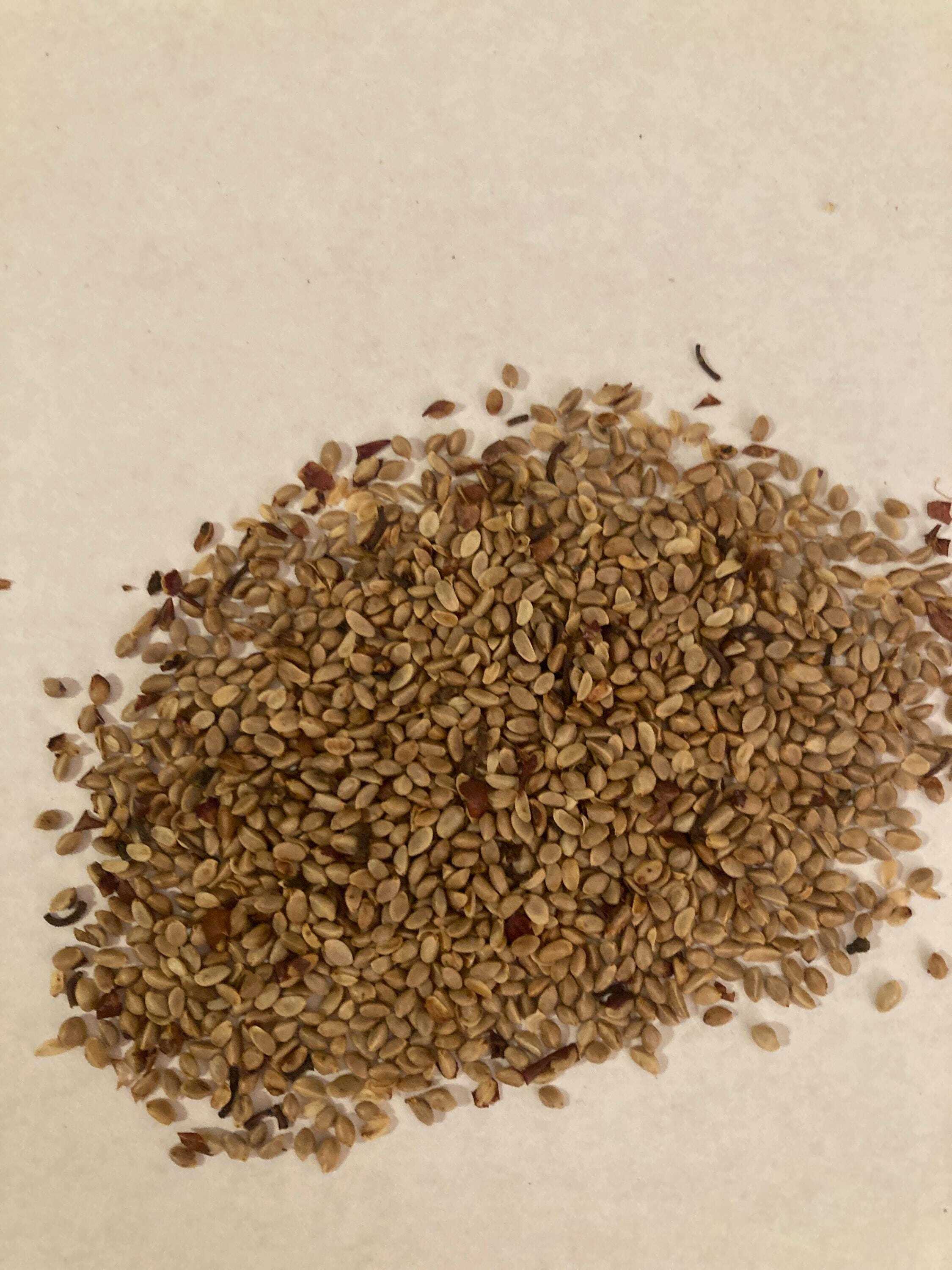 Finetooth Holly Tree Seeds (ILEX SERRATA) | TreeSeedMan.Com TREE, SHRUB ...
