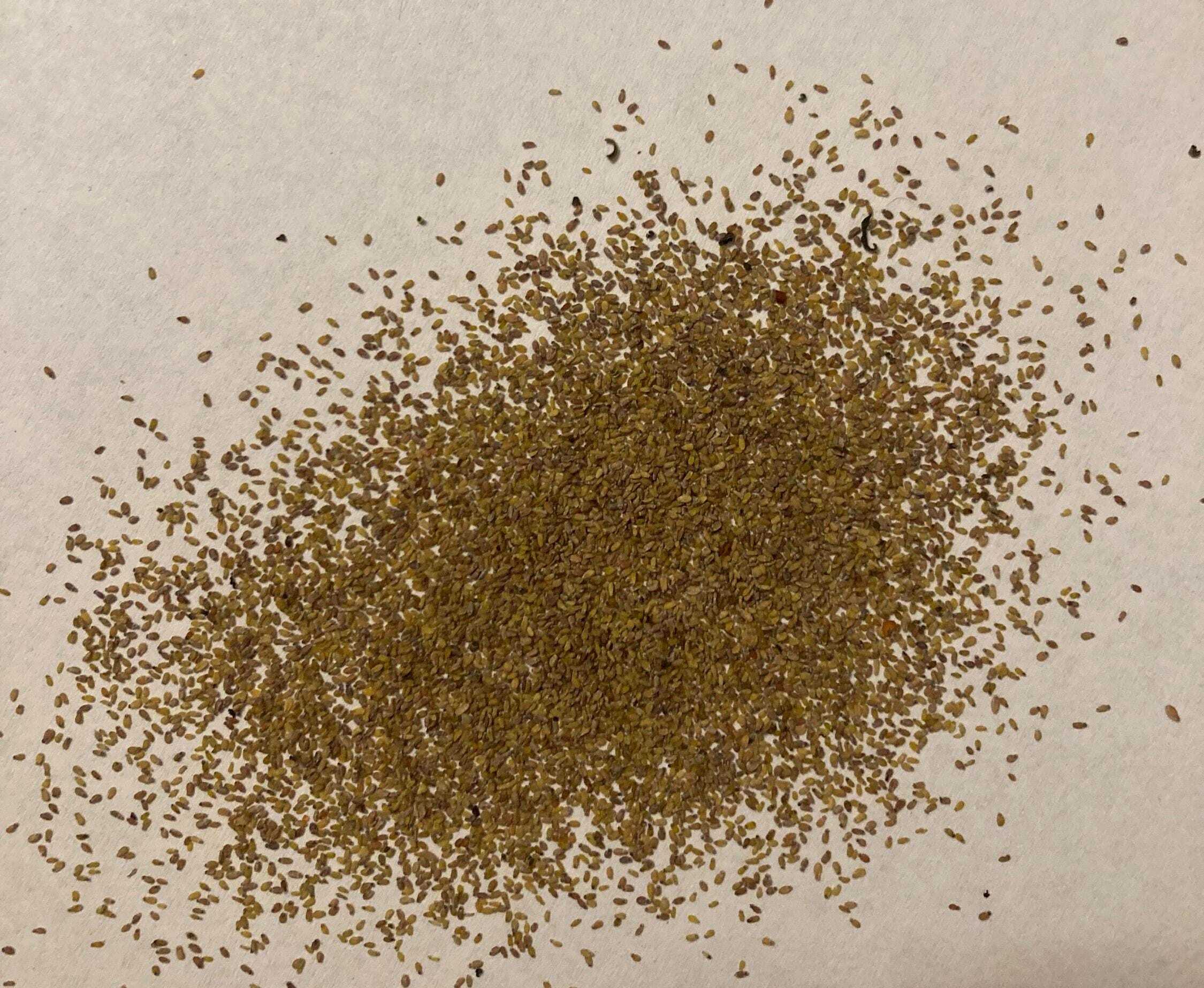 Trembling Aspen Tree Seeds (POPULUS TREMULOIDES) (Quaking Aspen ...