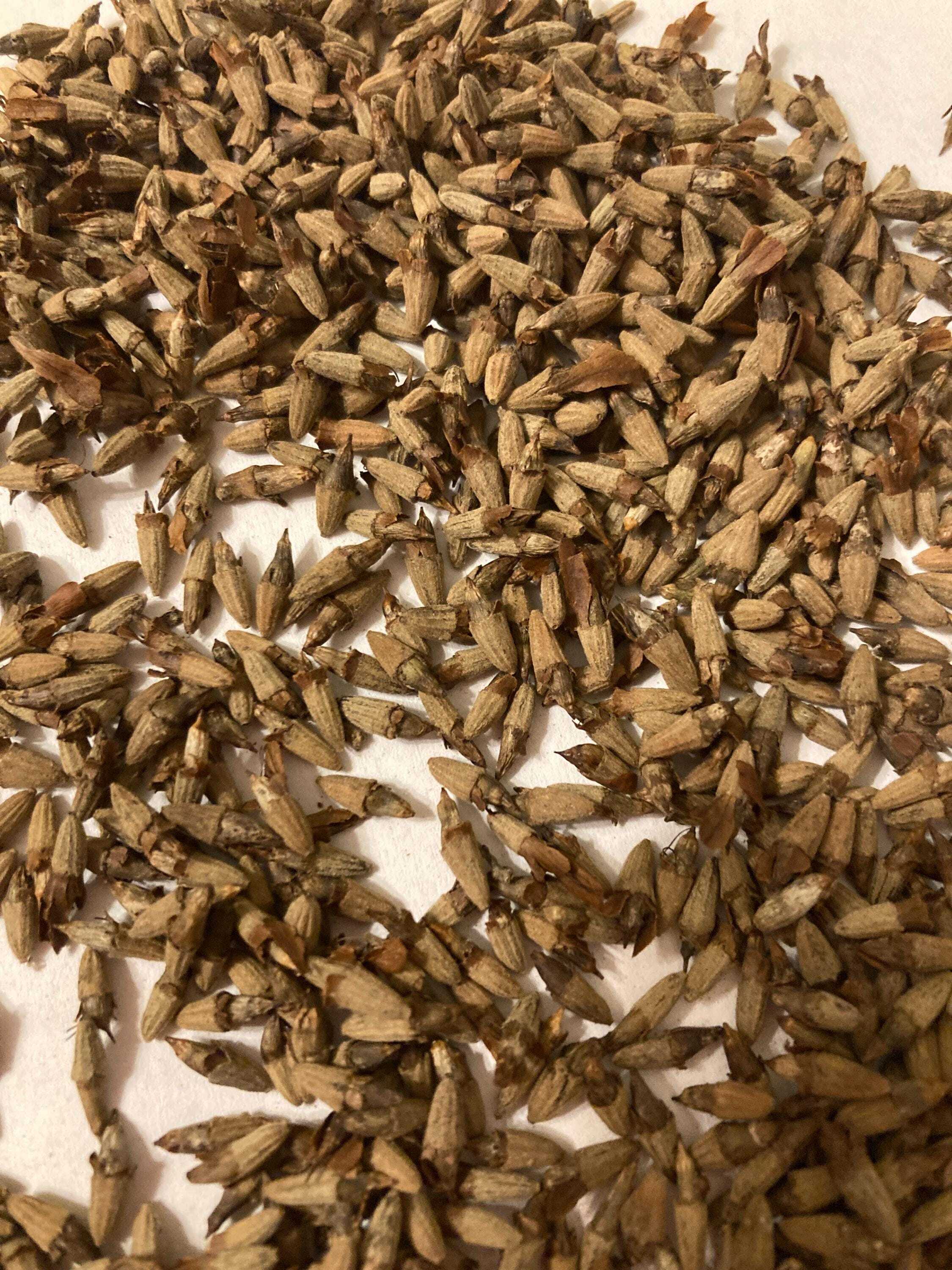 Spanish Elm tree seeds (CORDIA ALLIODORA) (Ecuador Laurel) (Salmwood ...