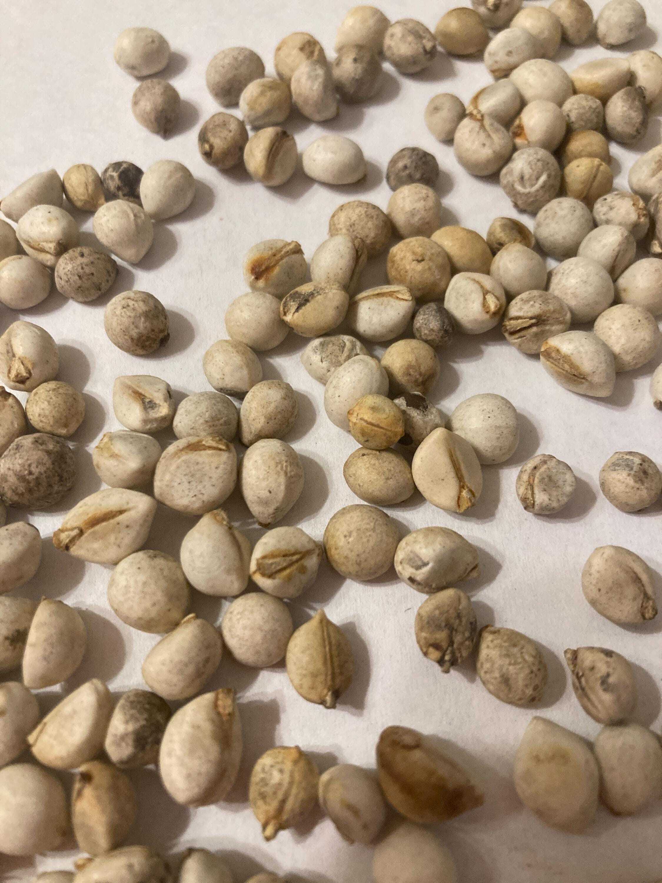 Chinese Tallow Tree Seeds (SAPIUM SEBIFERUM) | TreeSeedMan.Com TREE ...