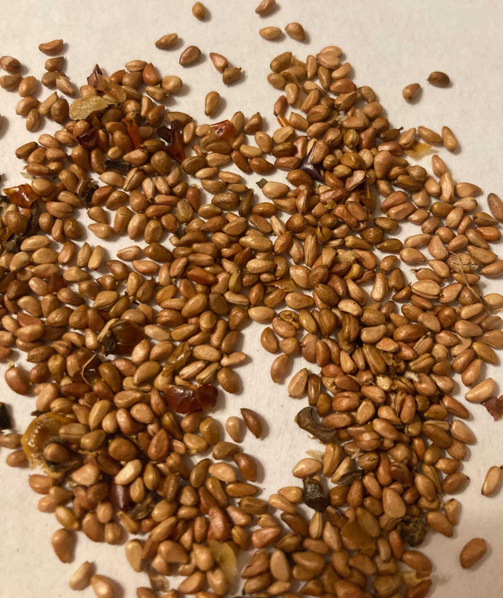 Swamp Rose Tree Seeds (ROSA PALUSTRIS) | TreeSeedMan.Com TREE, SHRUB ...