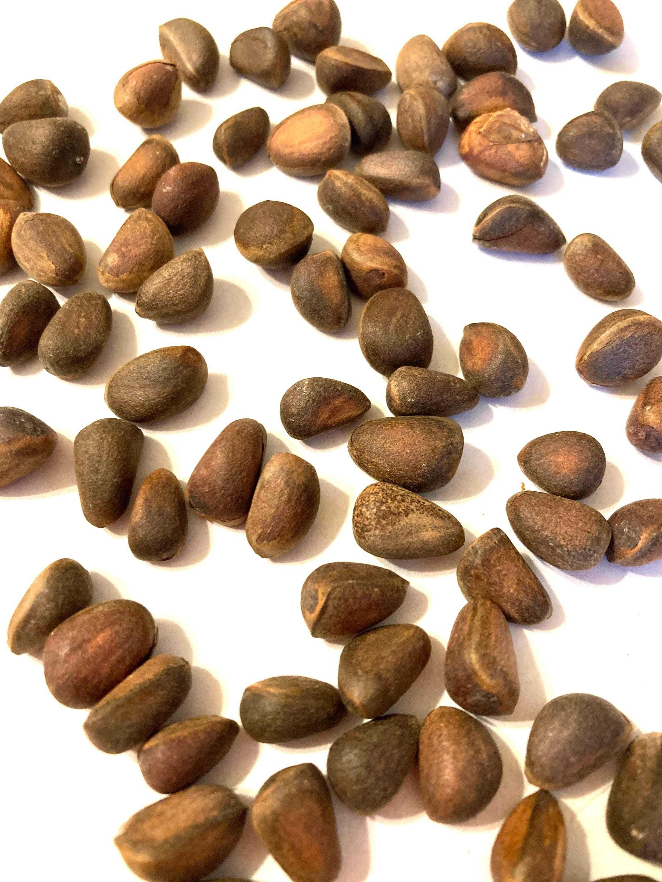 Swiss Stone Pine Tree Seeds (PINUS CEMBRA) (Russian Cedar) (Arolla Pine ...