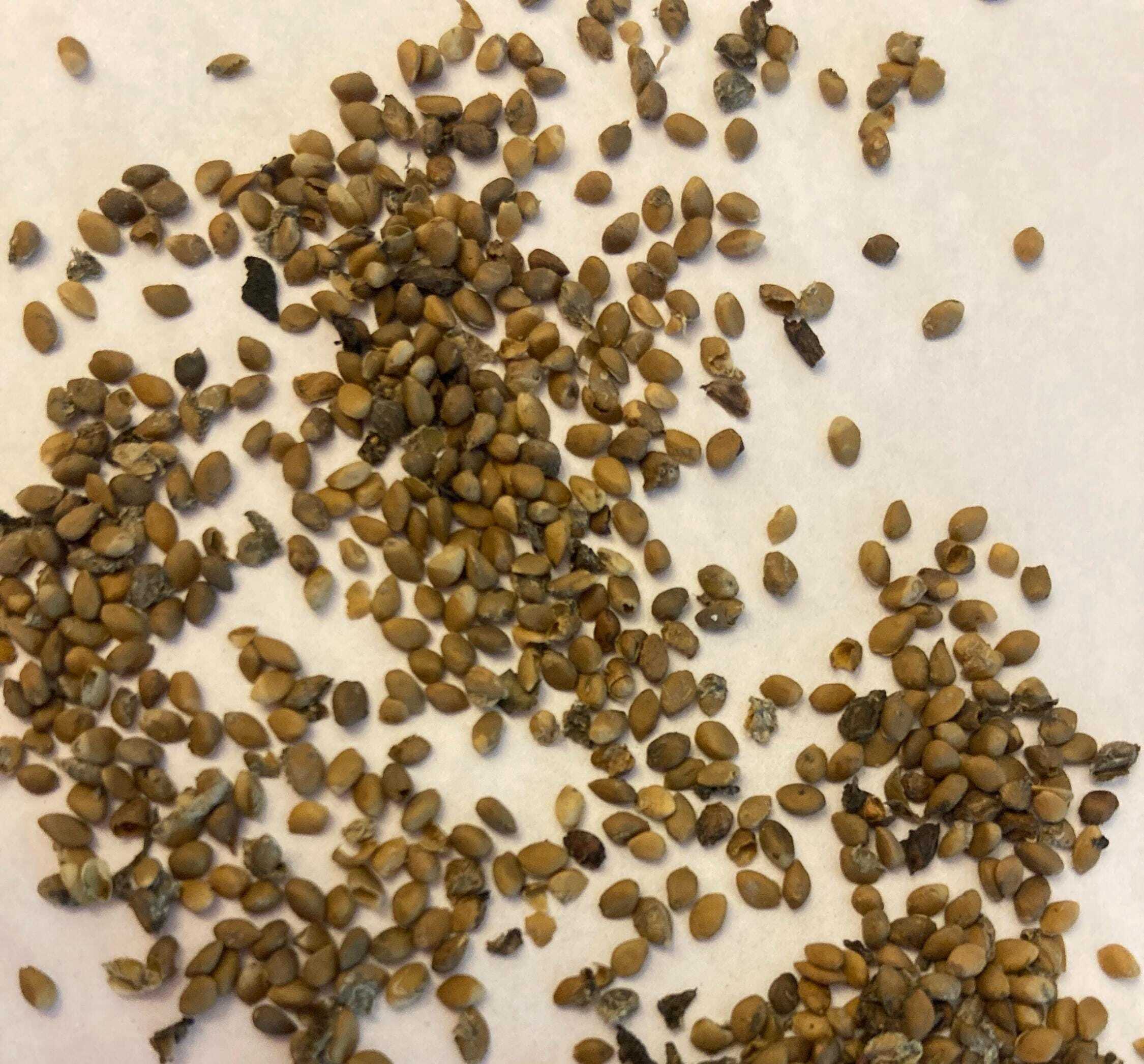 Russian Mulberry Tree Seeds (MORUS ALBA TATARICA) (Tatarian White ...