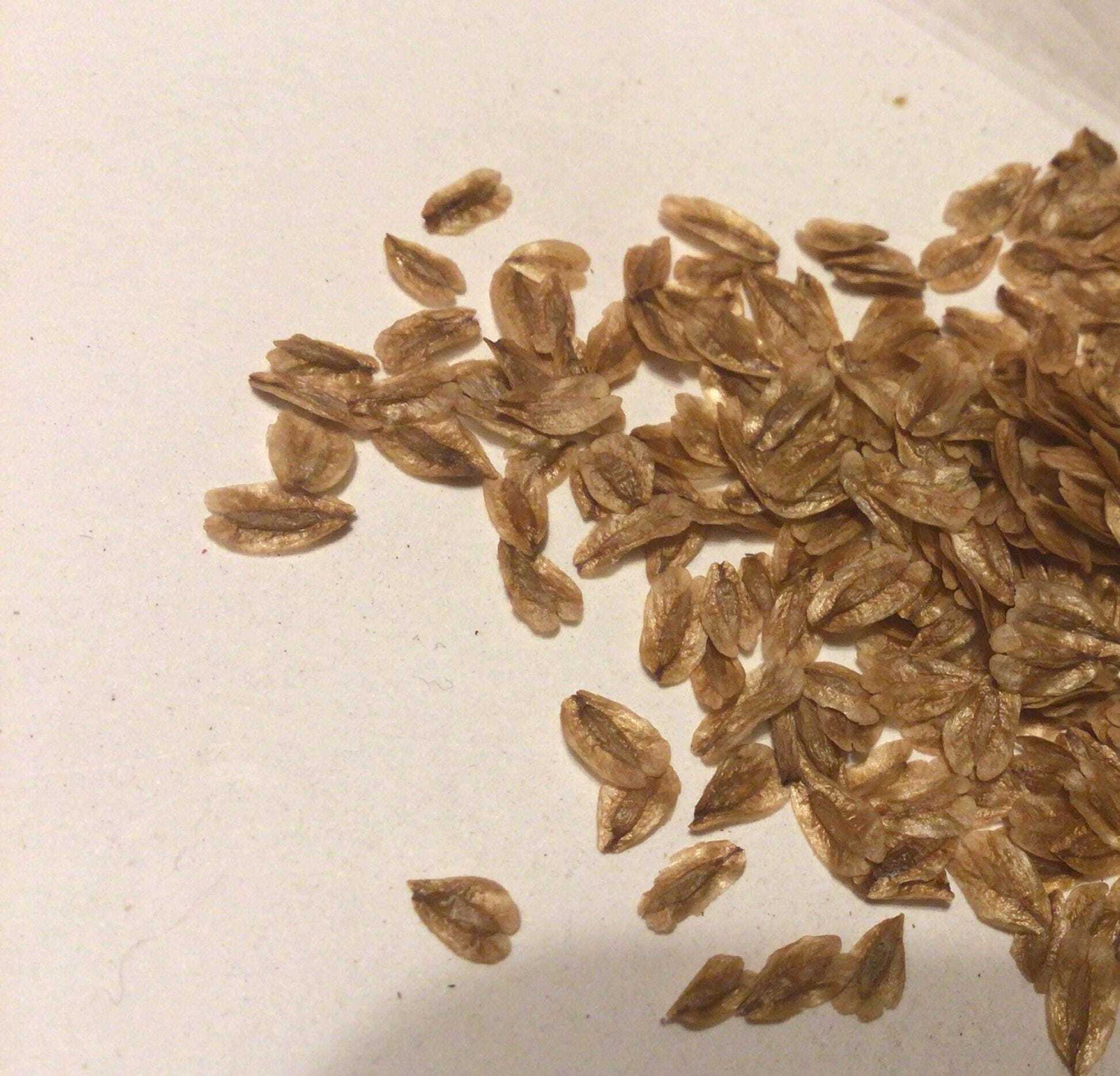 Western Red Cedar Tree Seeds (THUJA PLICATA) (Western Redcedar, Pacific ...