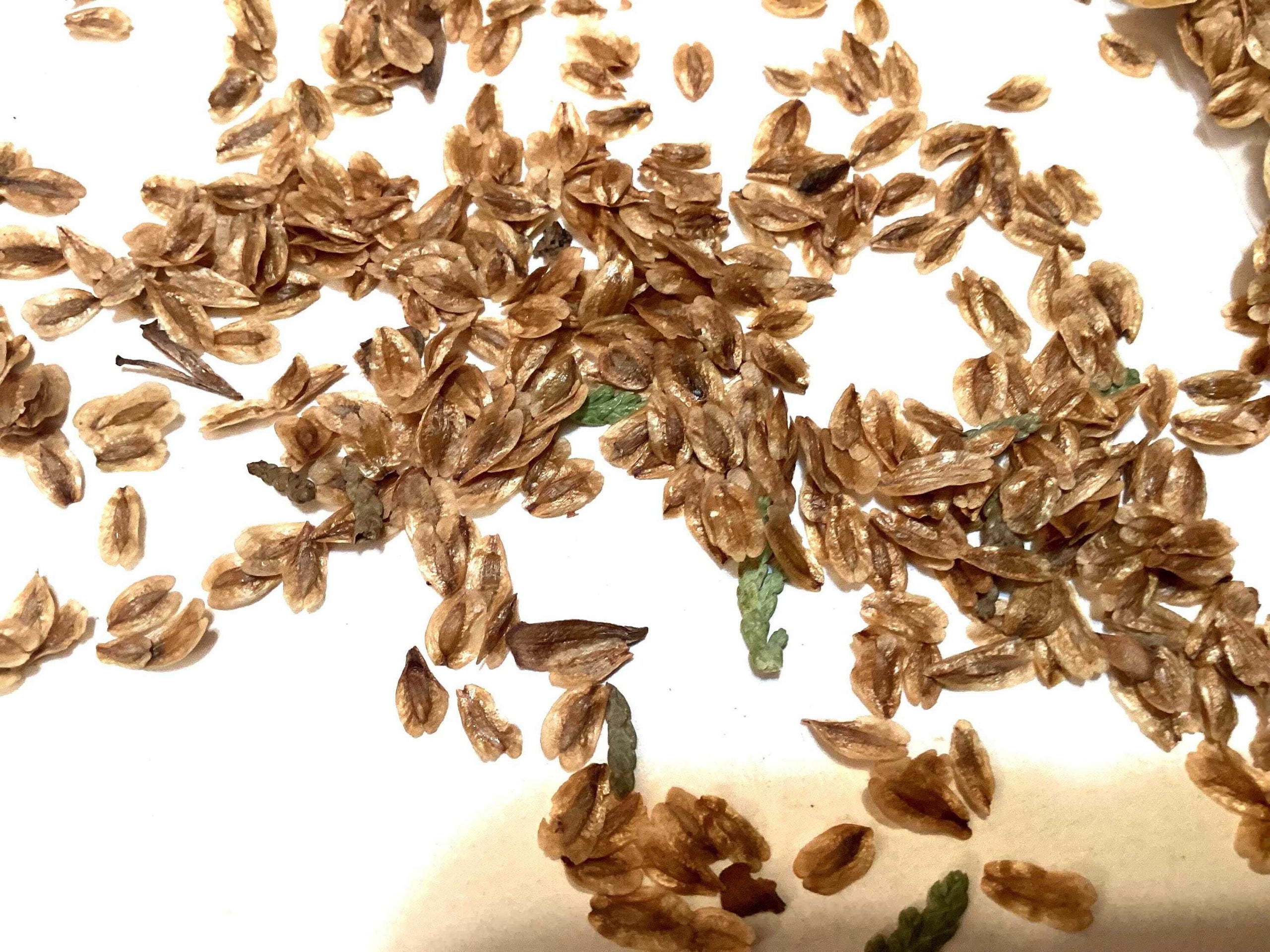 Giant Cedar Tree Seeds (THUJA PLICATA) (Western Arborvitae) (Western ...