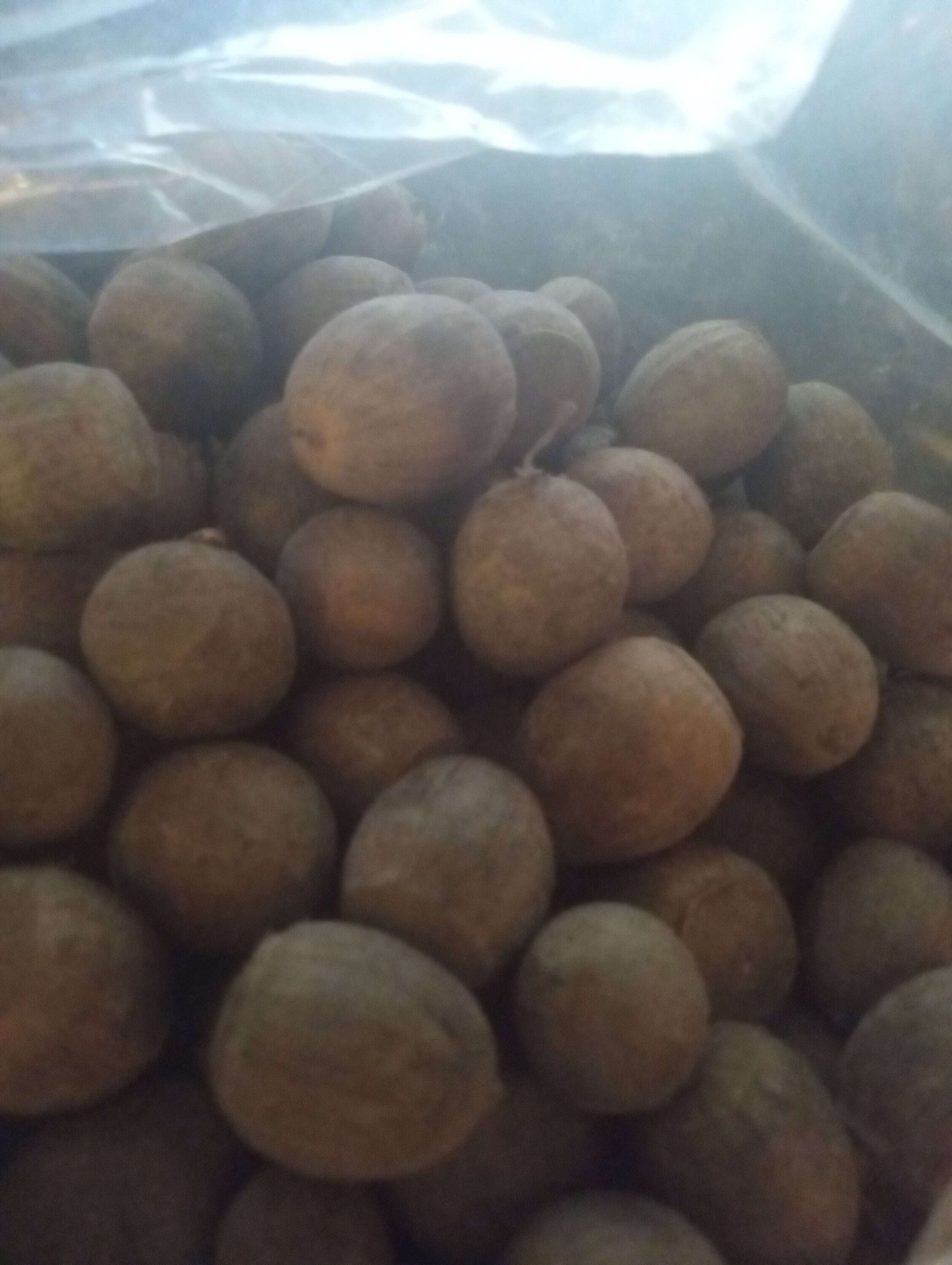 Swamp White Oak Tree Seeds Quercus Bicolor) (Acorns) | TreeSeedMan.Com ...