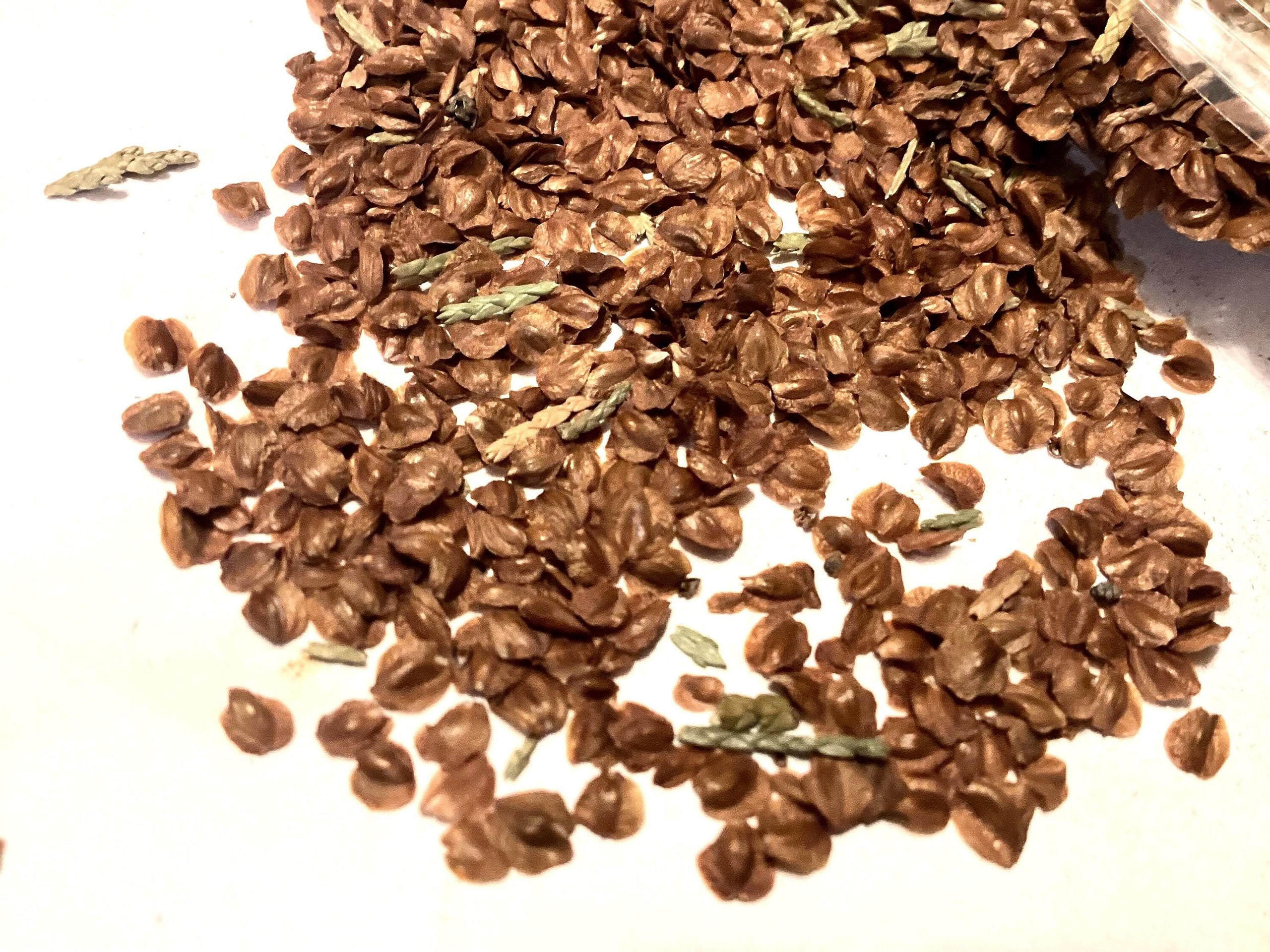 Port Orford Ceder Tree Seeds (CHAMAECYPARIS LAWSONIANA) (Lawson Cypress ...