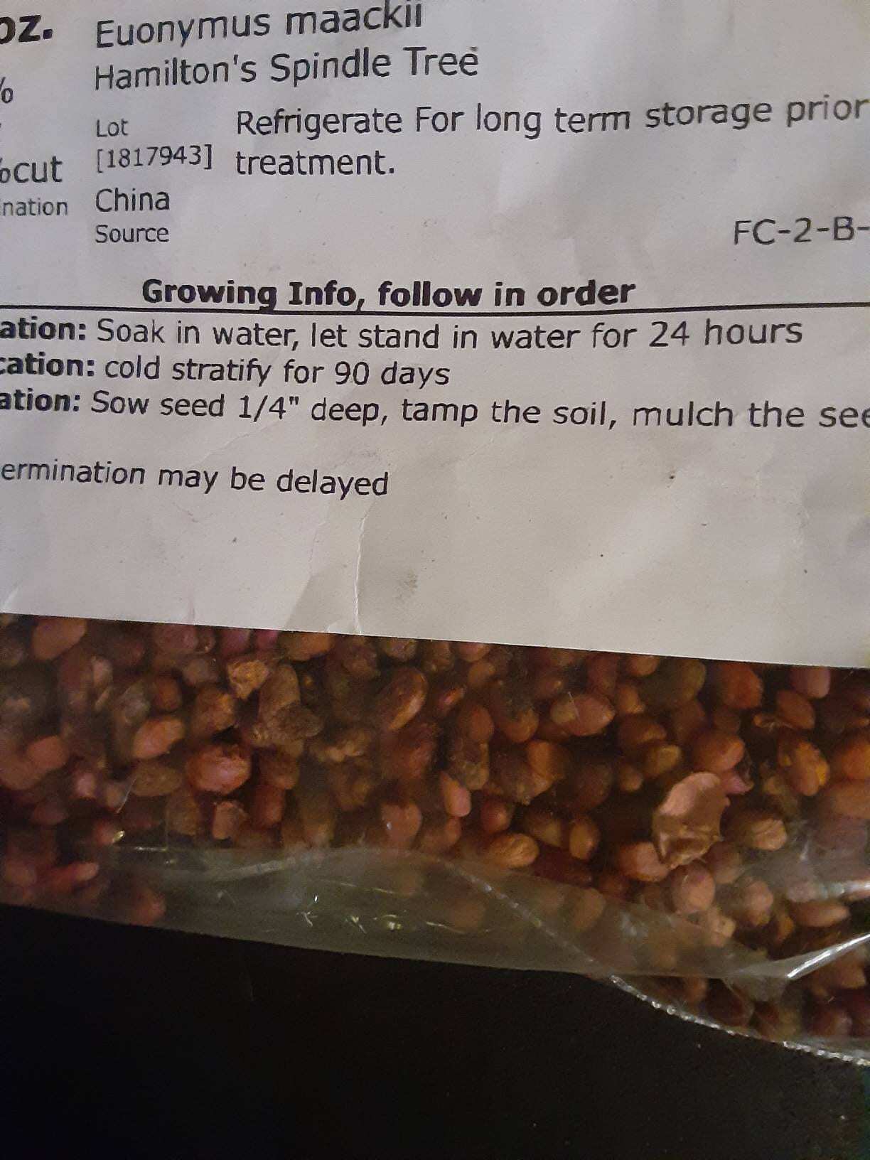 Hamilton's spindle tree seeds | TreeSeedMan.Com TREE, SHRUB & FLOWER ...