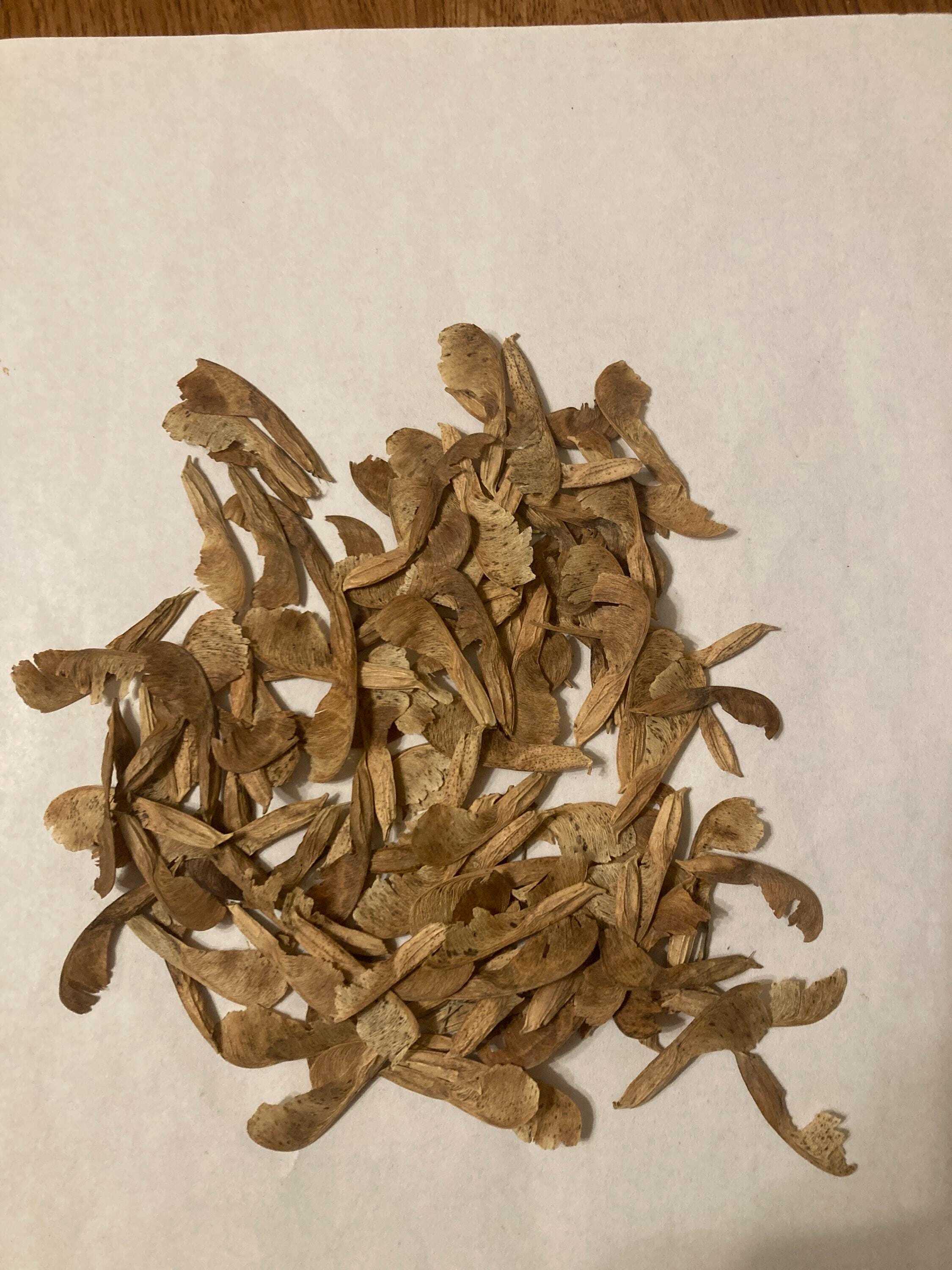 Boxelder Maple Tree Seeds (ACER NEGUNDO) ( Ash-leaved Maple, Manitoba ...