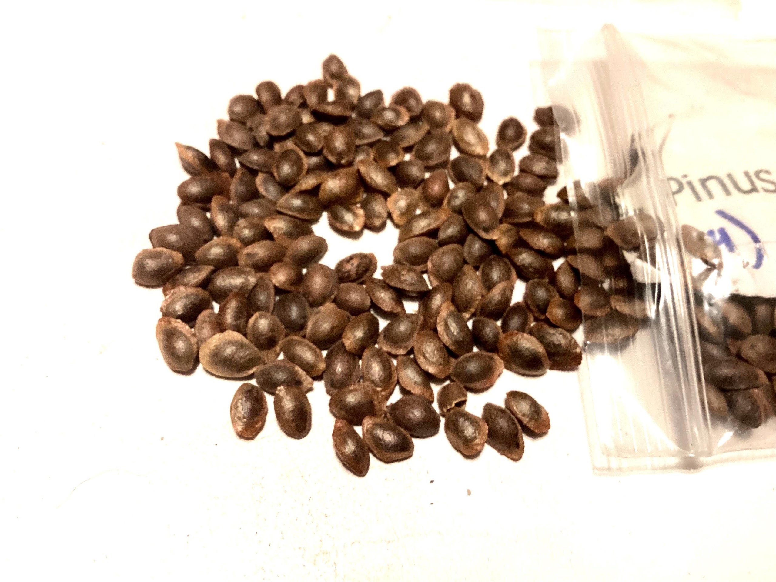 Balkan Pine Tree Seeds (PINUS PEUCE) | TreeSeedMan.Com TREE, SHRUB ...