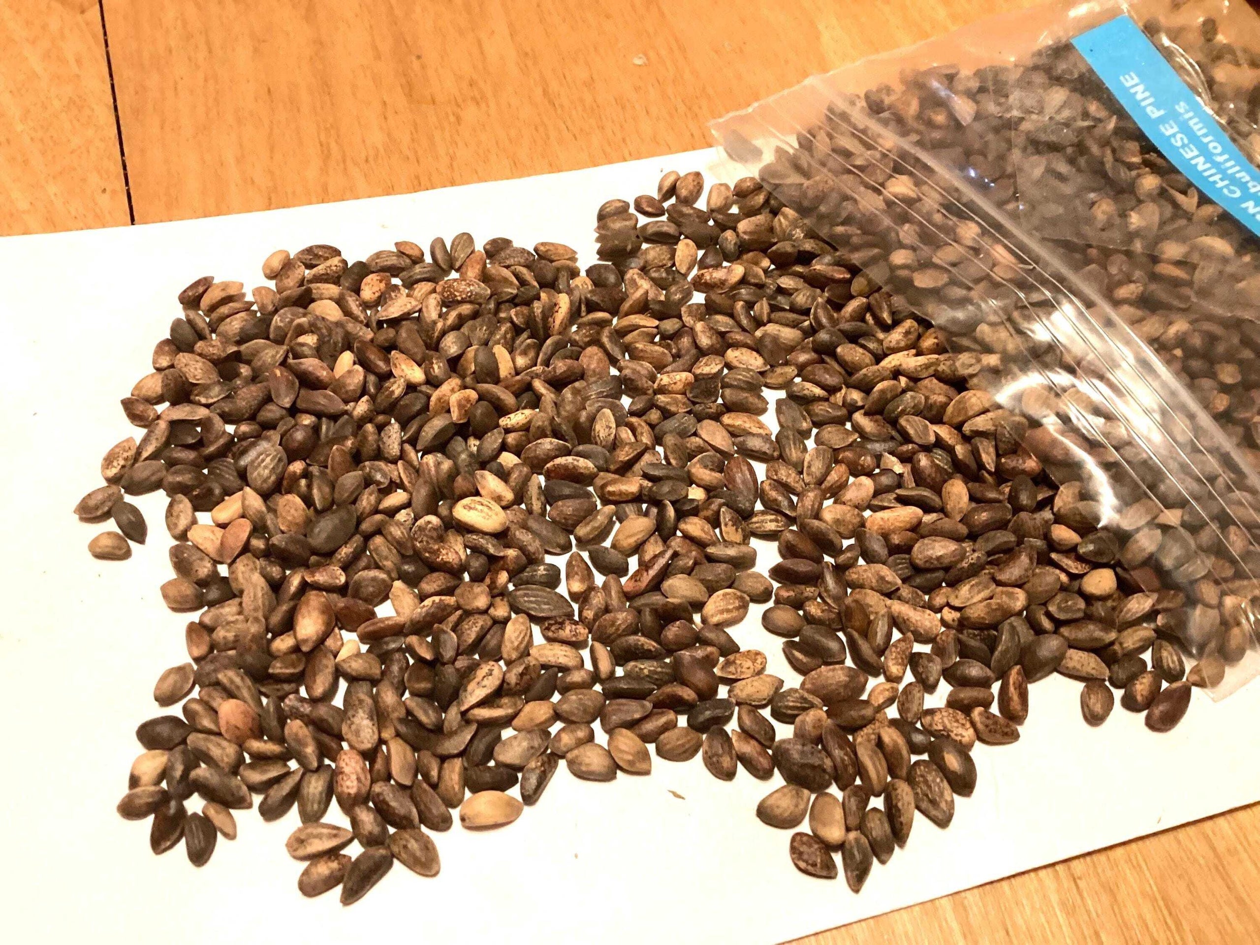 Southern Chinese Pine Tree Seeds (PINUS TABULAEFORMIS) (Chinese Red ...