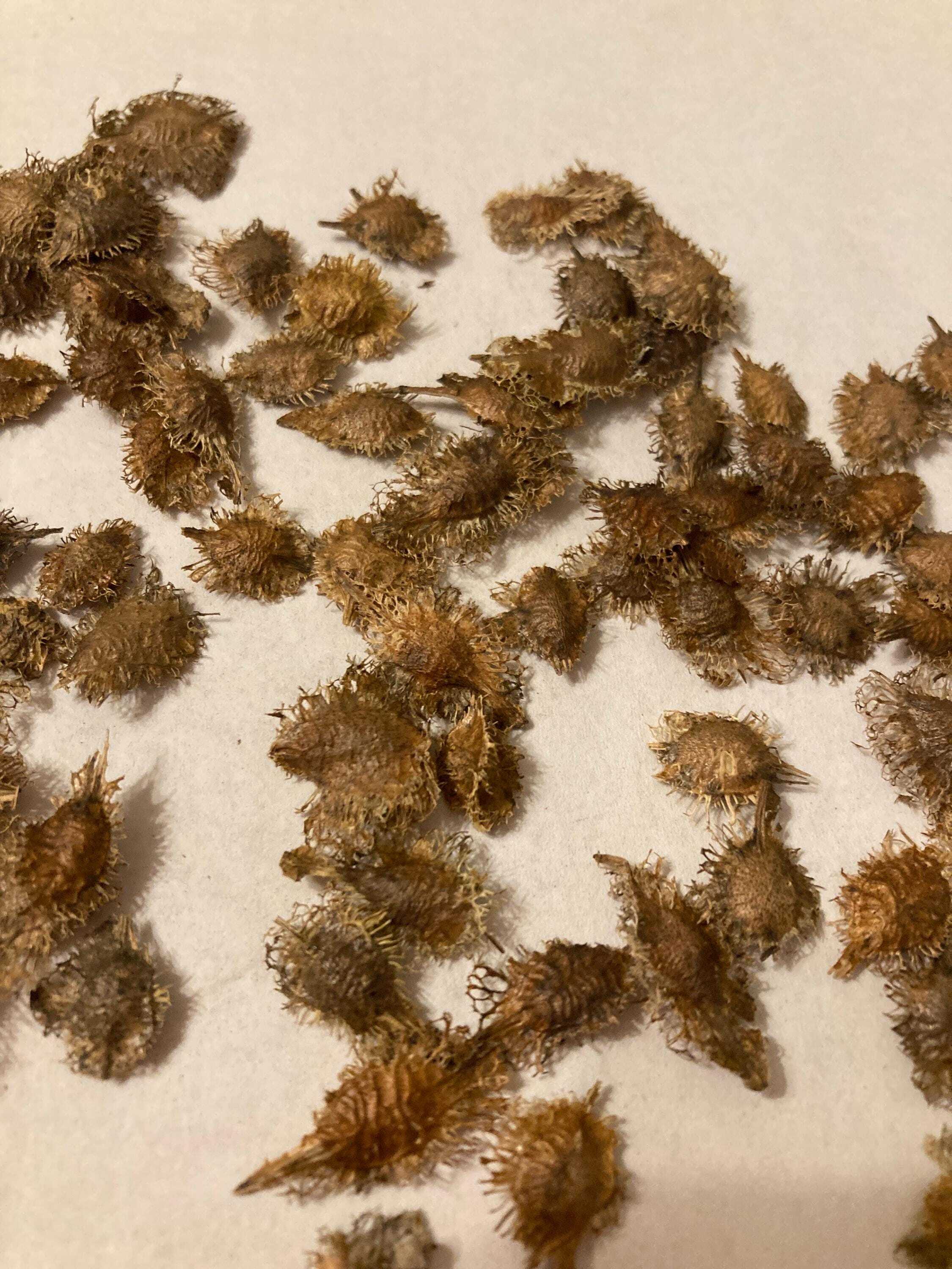 Common Hoptree Tree Seeds (PTELEA TRIFOLIATA) (Stinking Ash, Wafer Ash ...