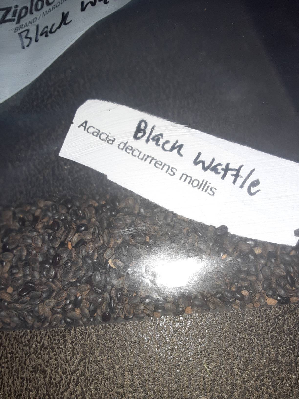 Black Wattle Tree Seeds | TreeSeedMan.Com TREE, SHRUB & FLOWER SEEDS ...