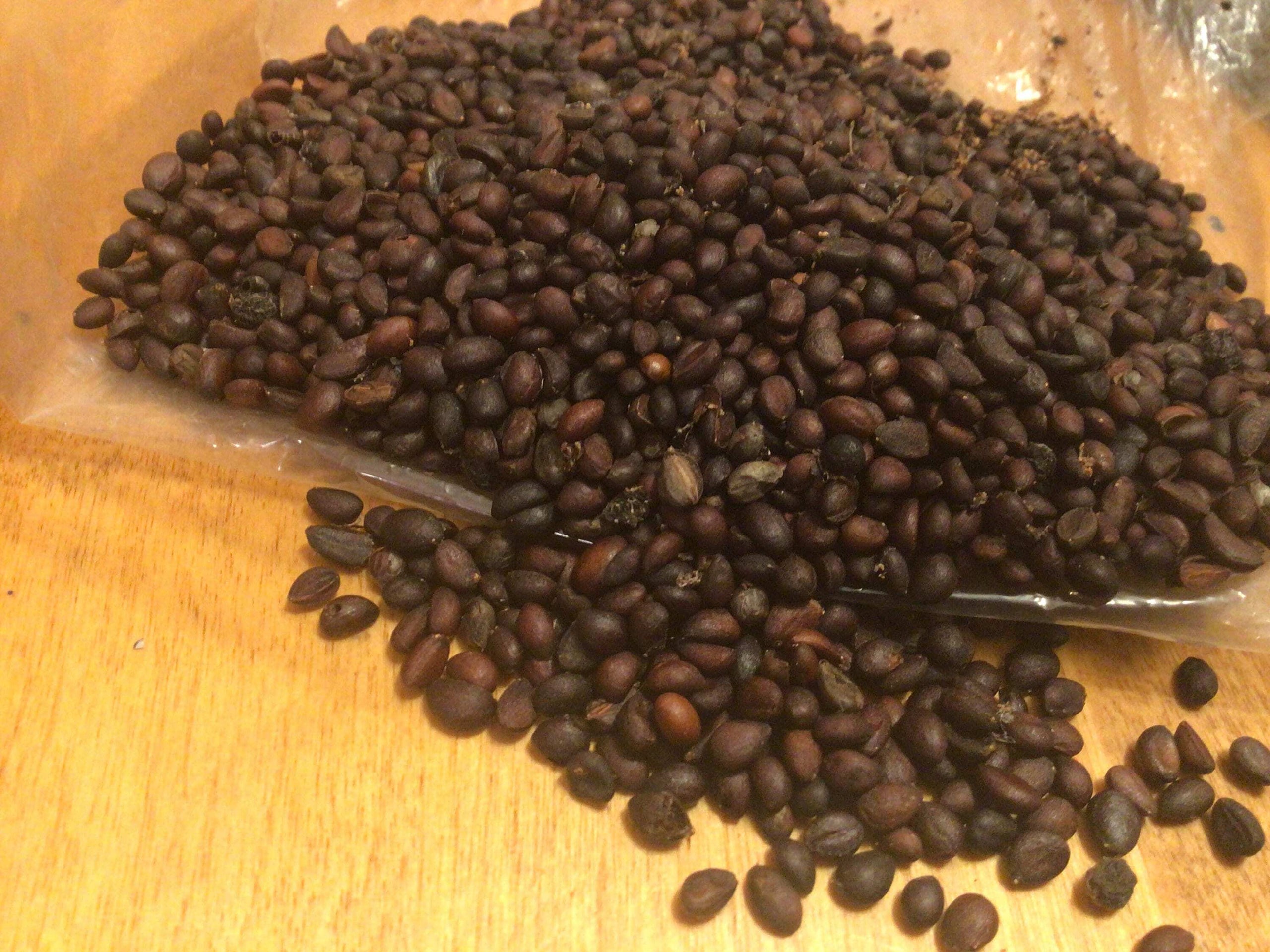 Common Privet Shrub Seeds (LIGUSTRUM VULGARE) (European Privet ...